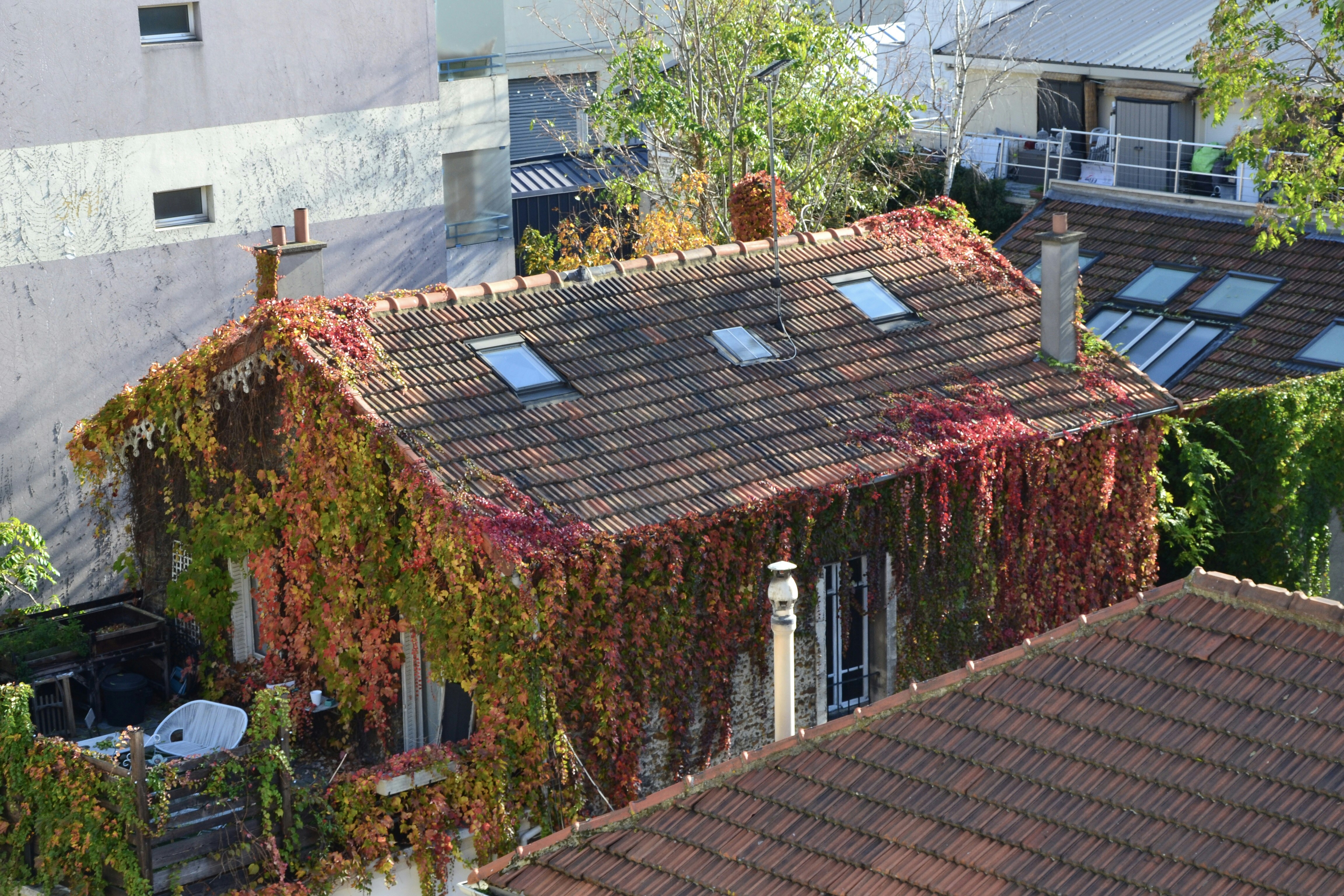Une maison avec du lierre qui pousse sur son toit photo – Photo Paris ...