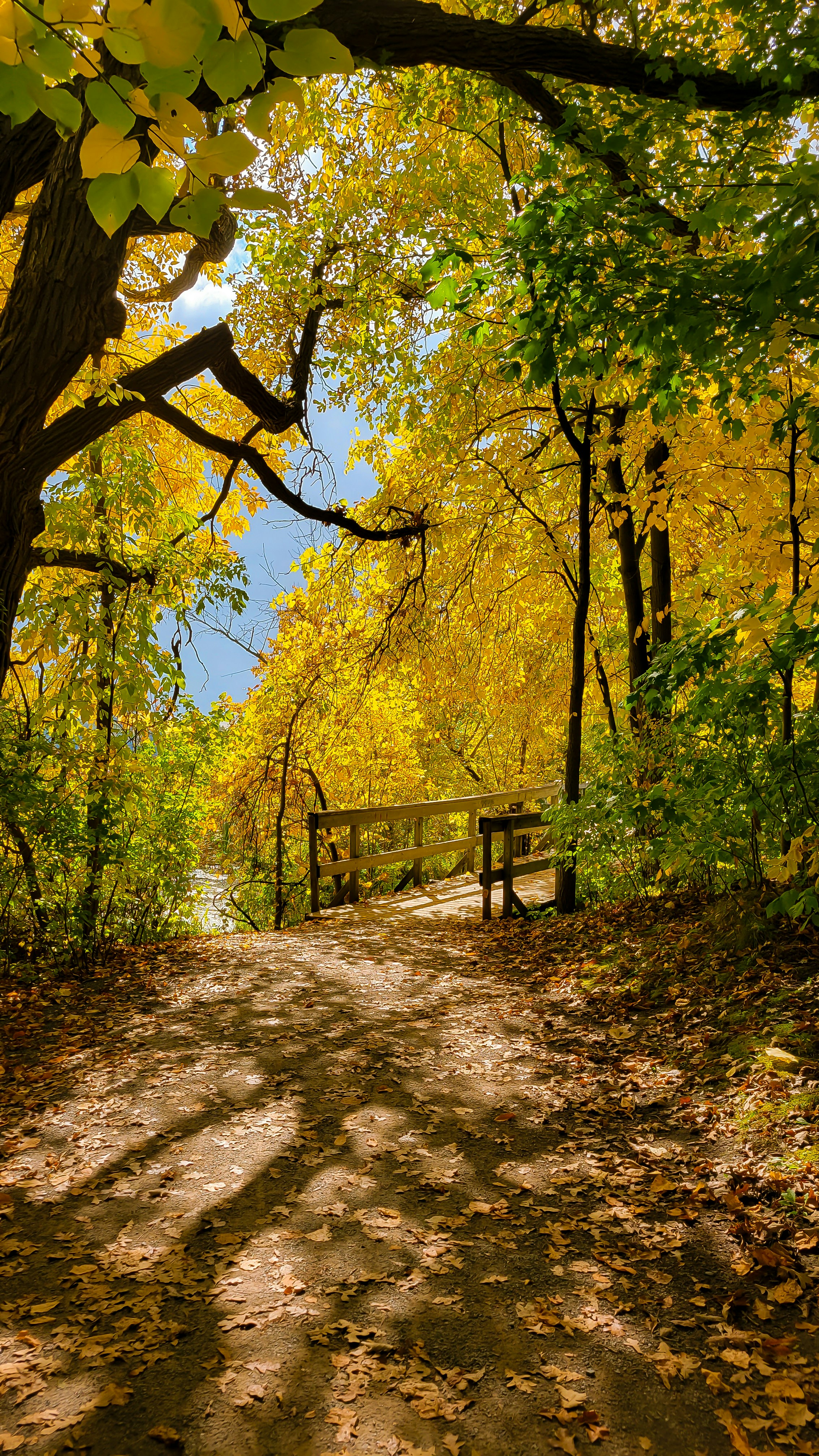Pathway lined with vibrant yellow leaves leading to a wooden bridge, surrounded by lush greenery and dappled sunlight.