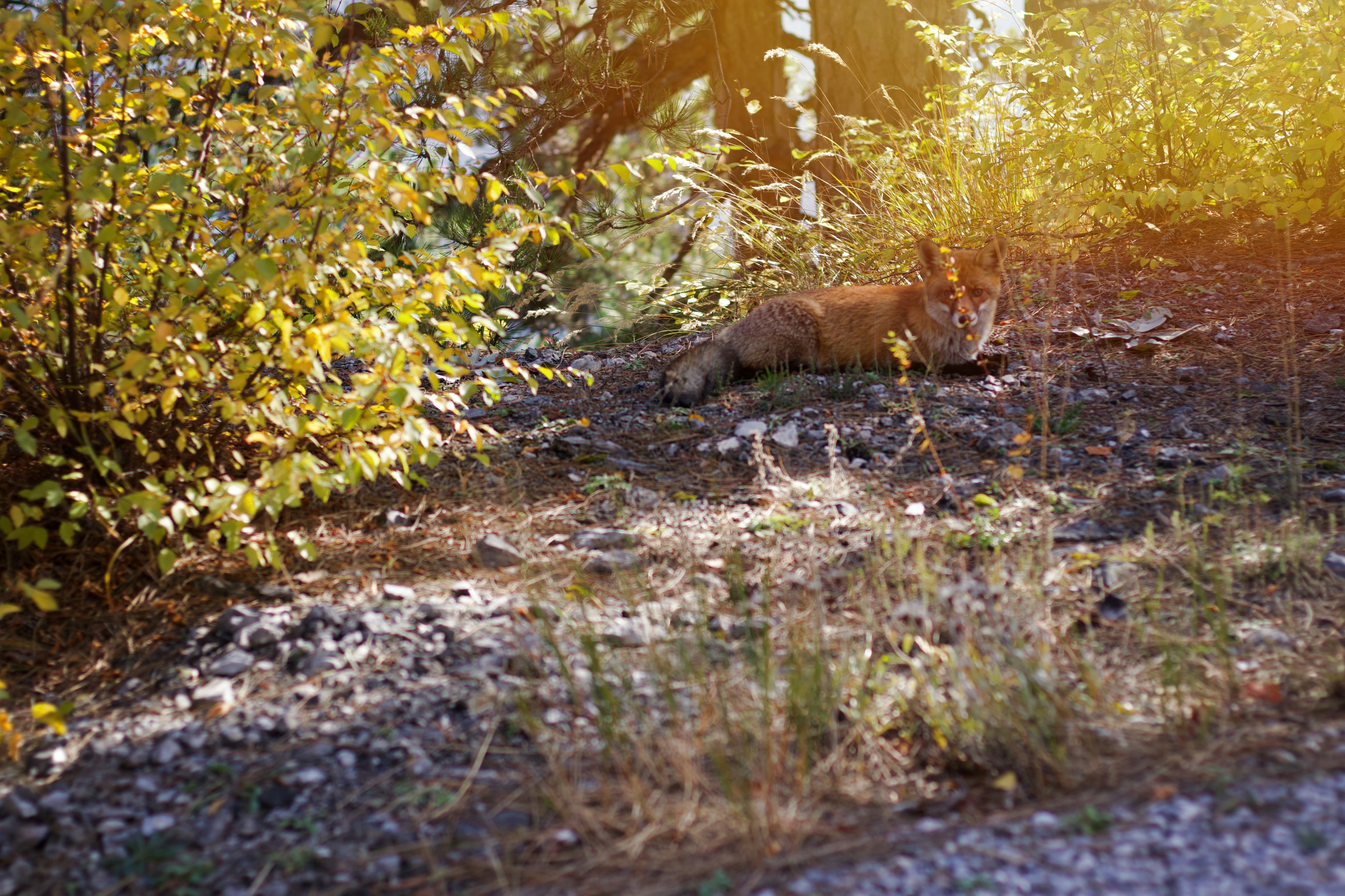 Hidden Fox in Autumn Dappled Light