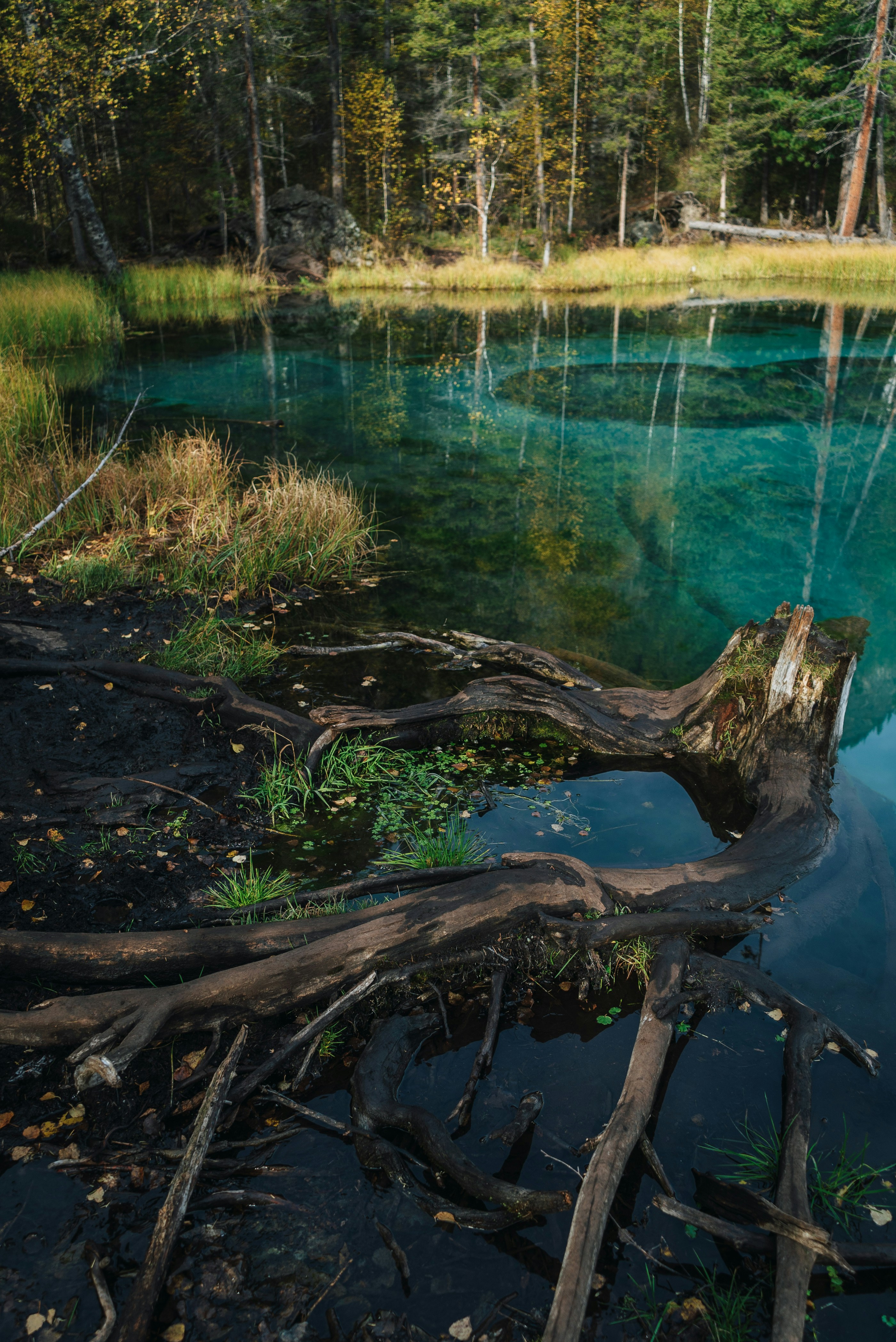 Emerald Pool with Driftwood Tracery