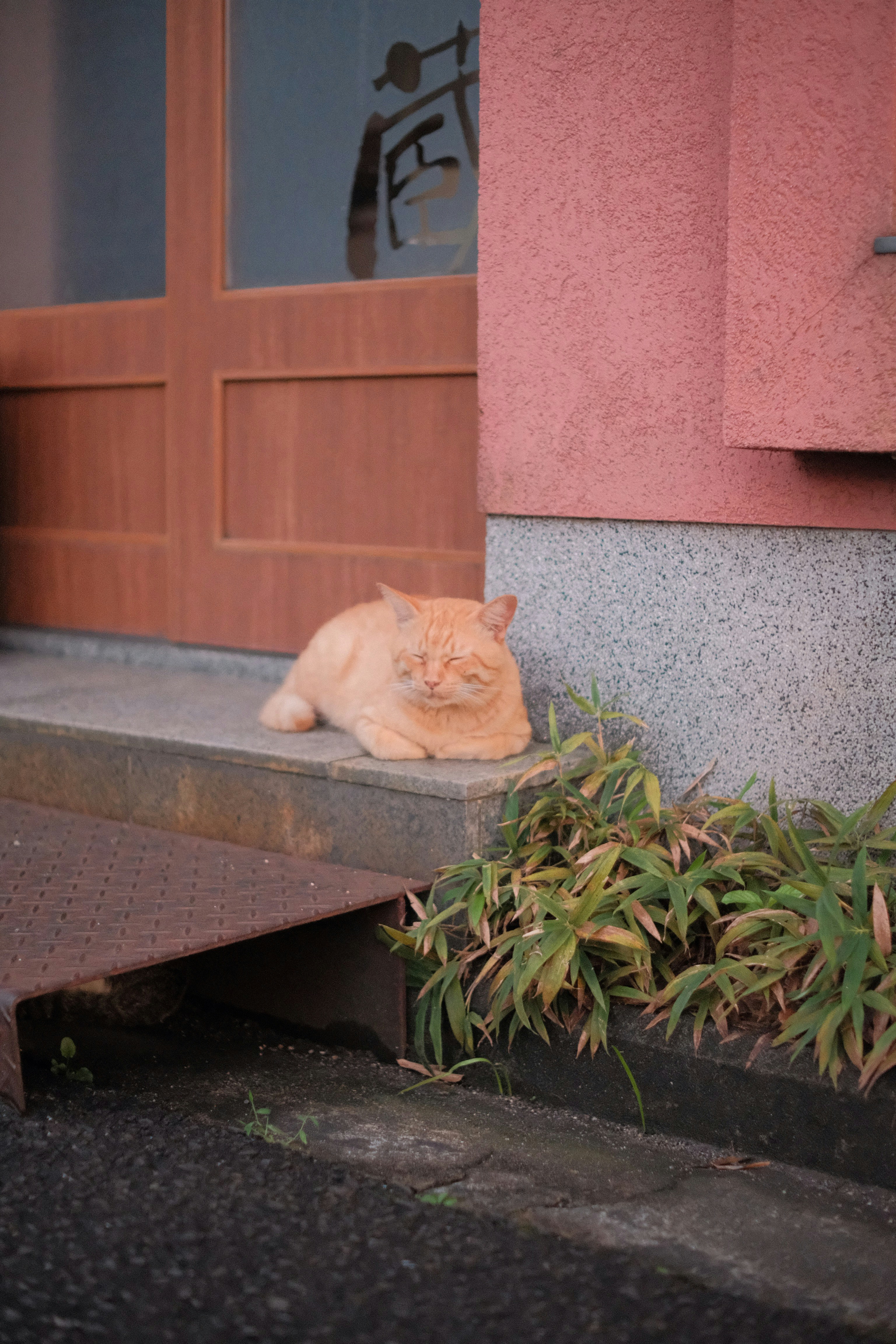 an orange cat laying on the steps of a building