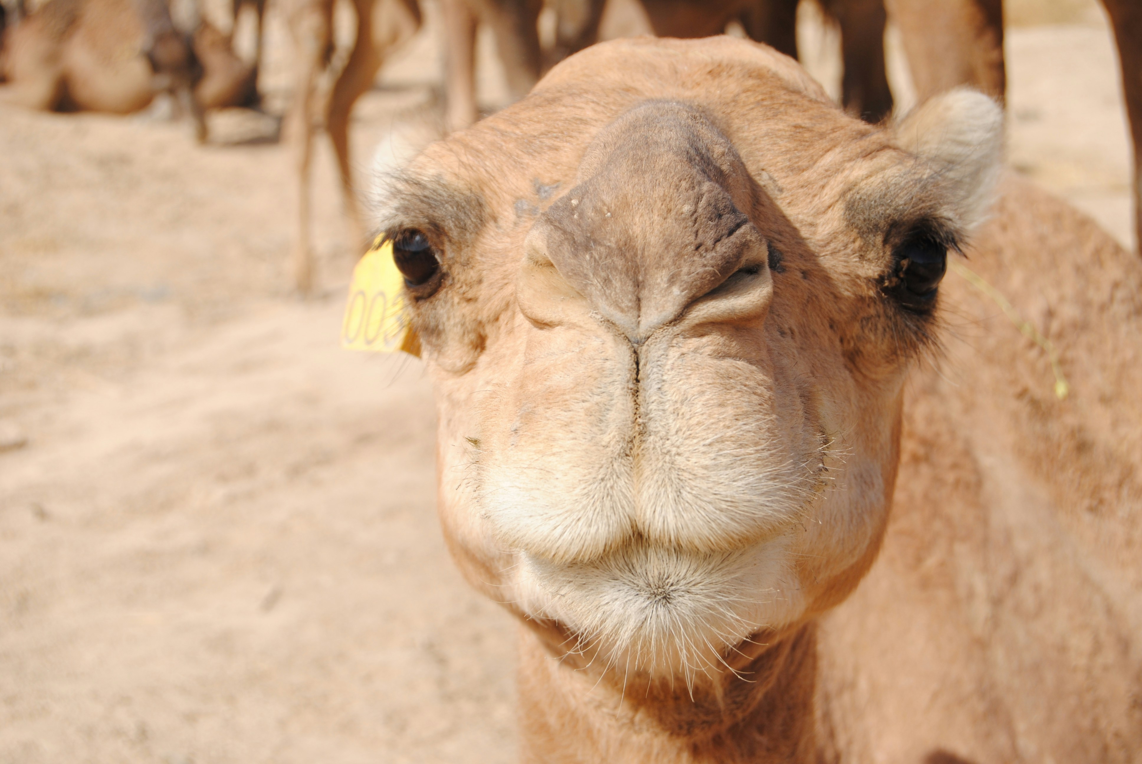 Foto Un primer plano de la cara de un camello con otros camellos en el ...