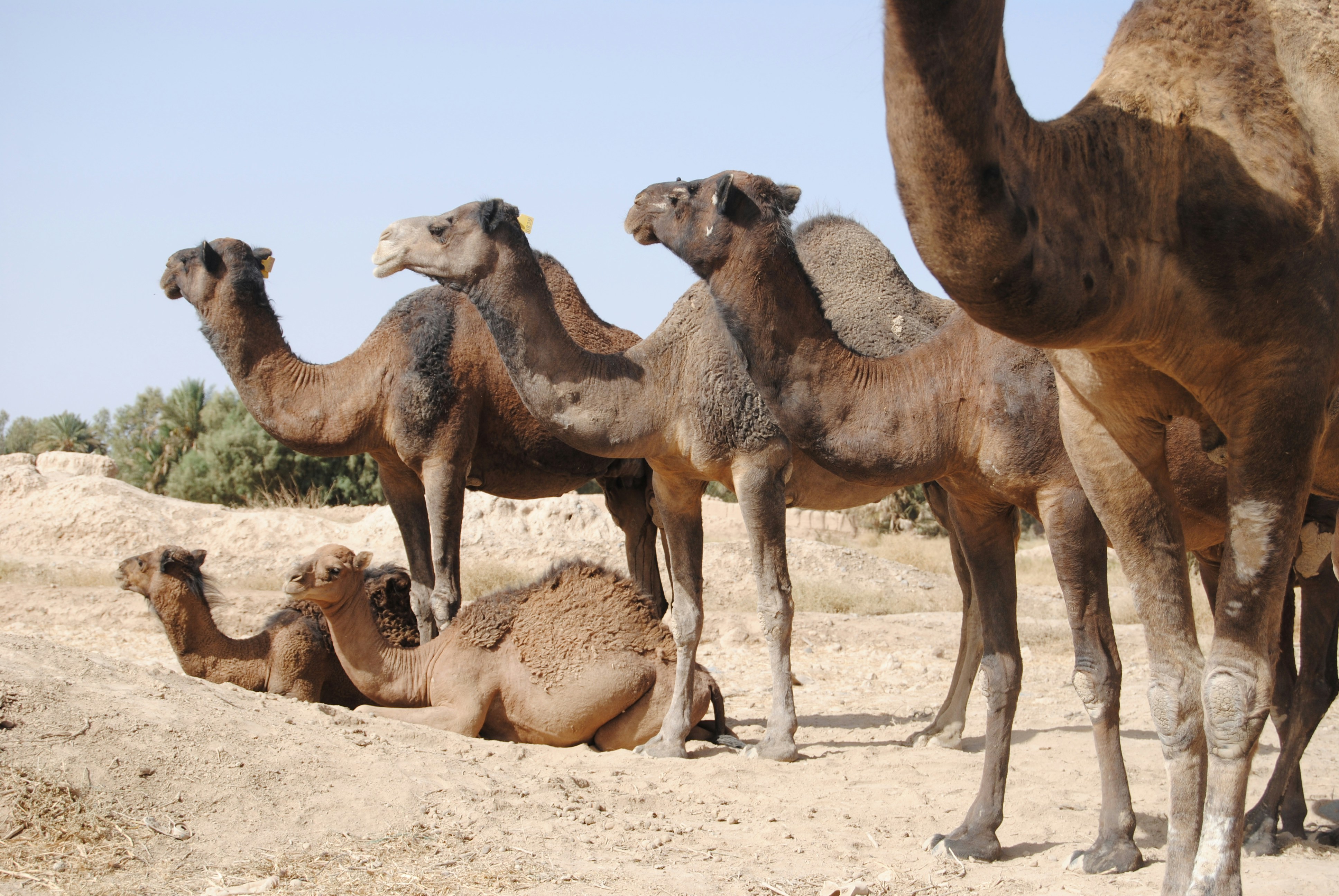 A group of camels are standing in the desert photo – Free Camels in ...