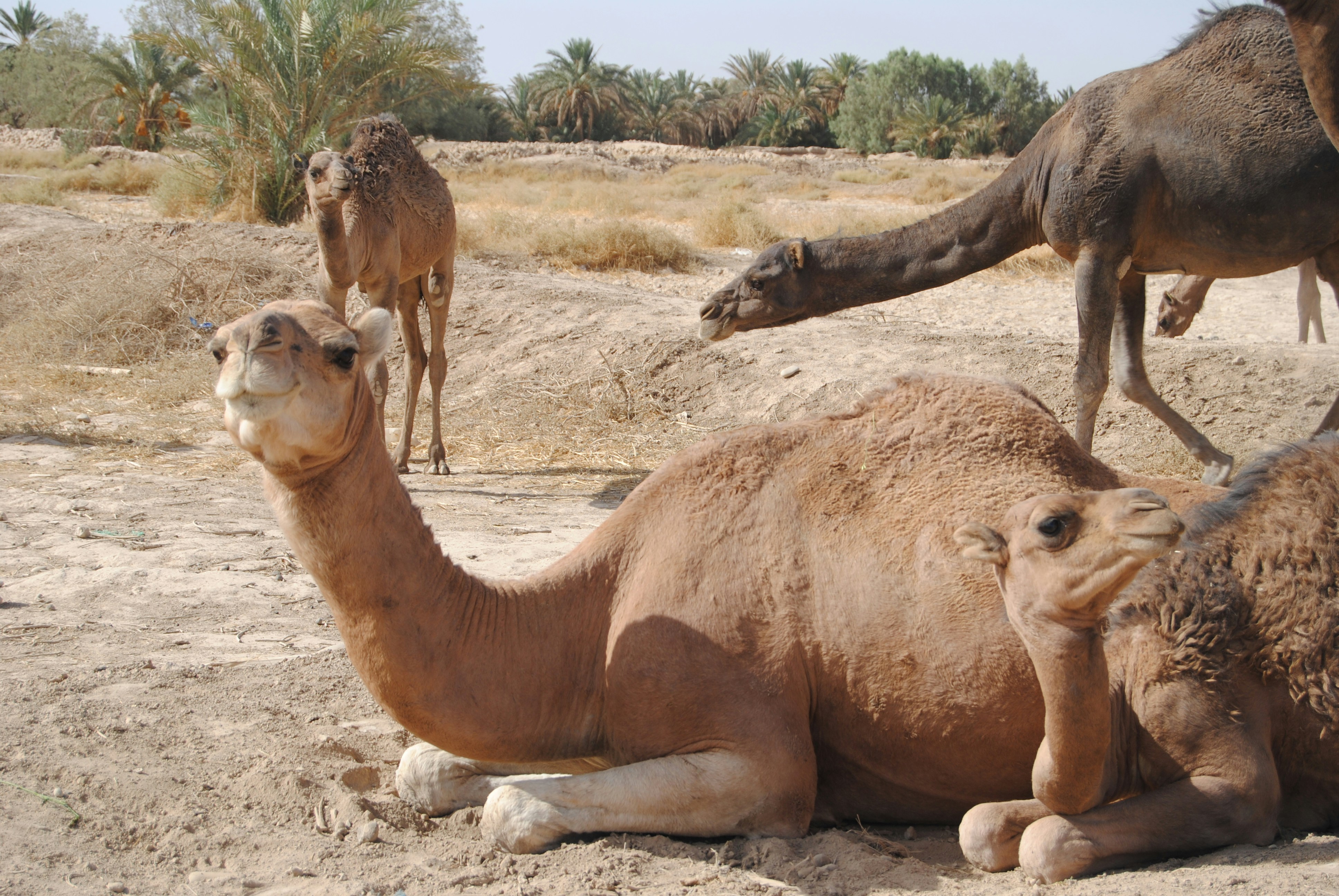 A group of camels resting in a sunlit desert landscape, with palm trees in the background. The scene captures the serene lifestyle of these iconic desert animals.