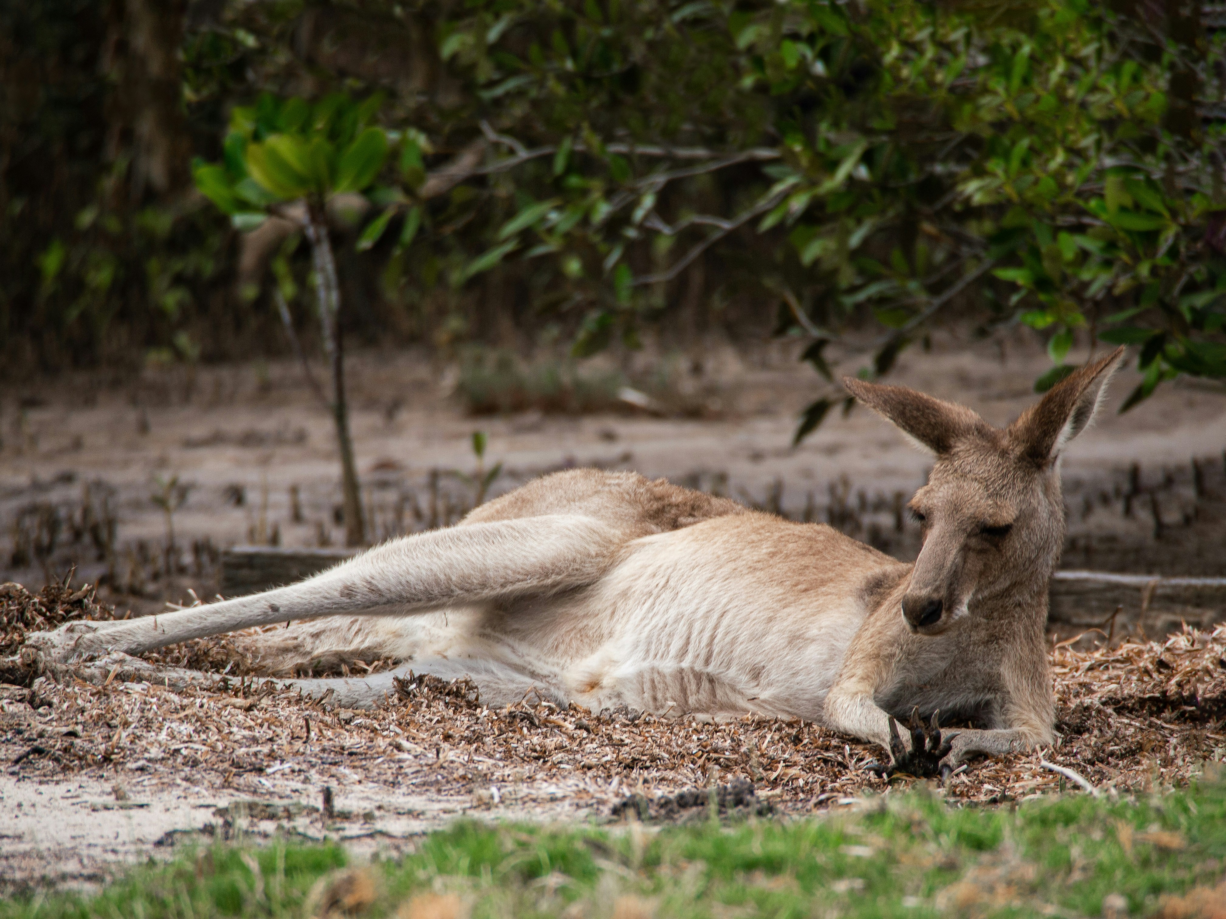Kangaroo resting on the ground amidst a natural setting, surrounded by greenery and soft earth. The scene captures a moment of tranquility in the wild.