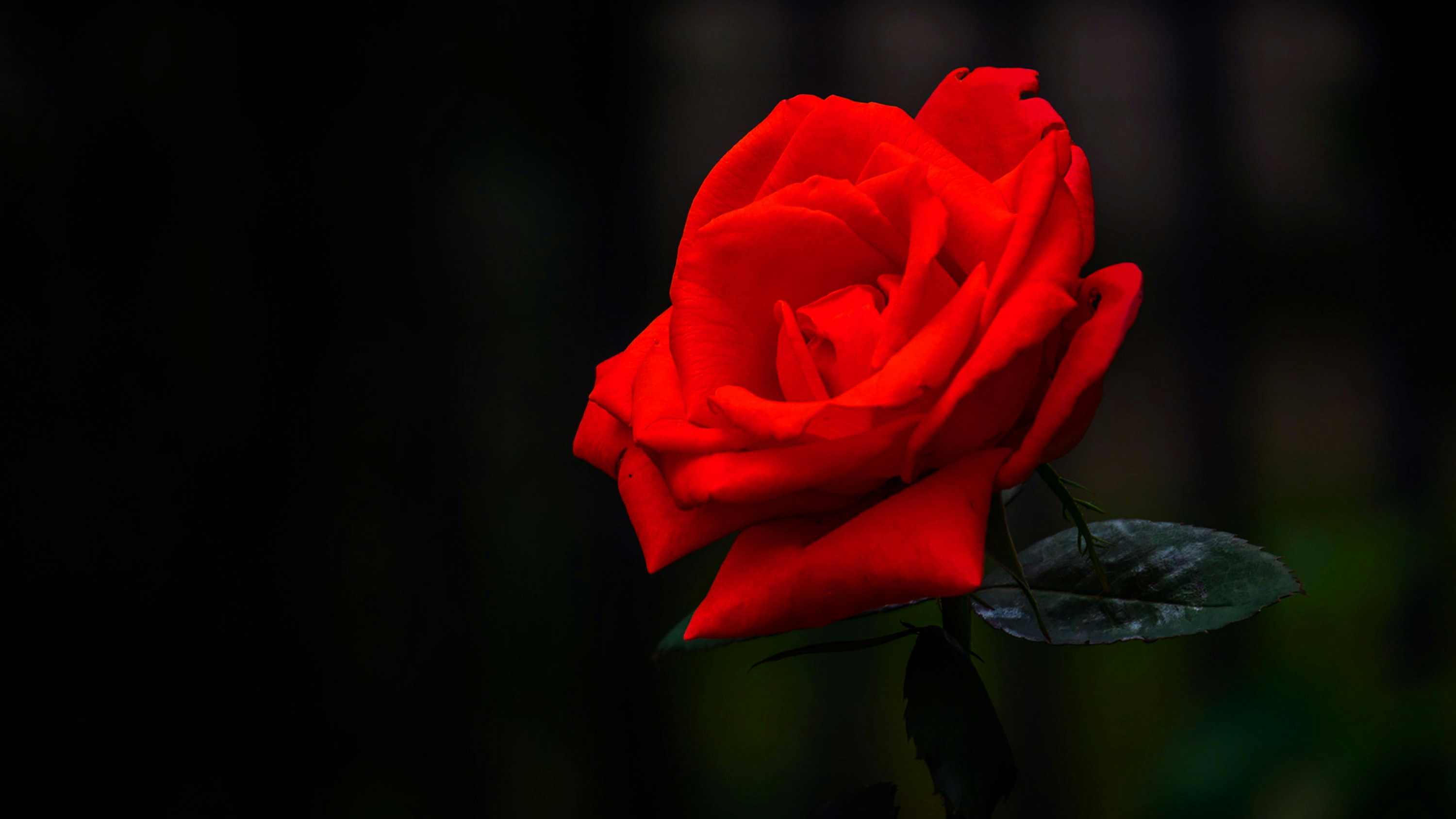 A single red rose on a black background photo – Free Wallpaper Image on ...