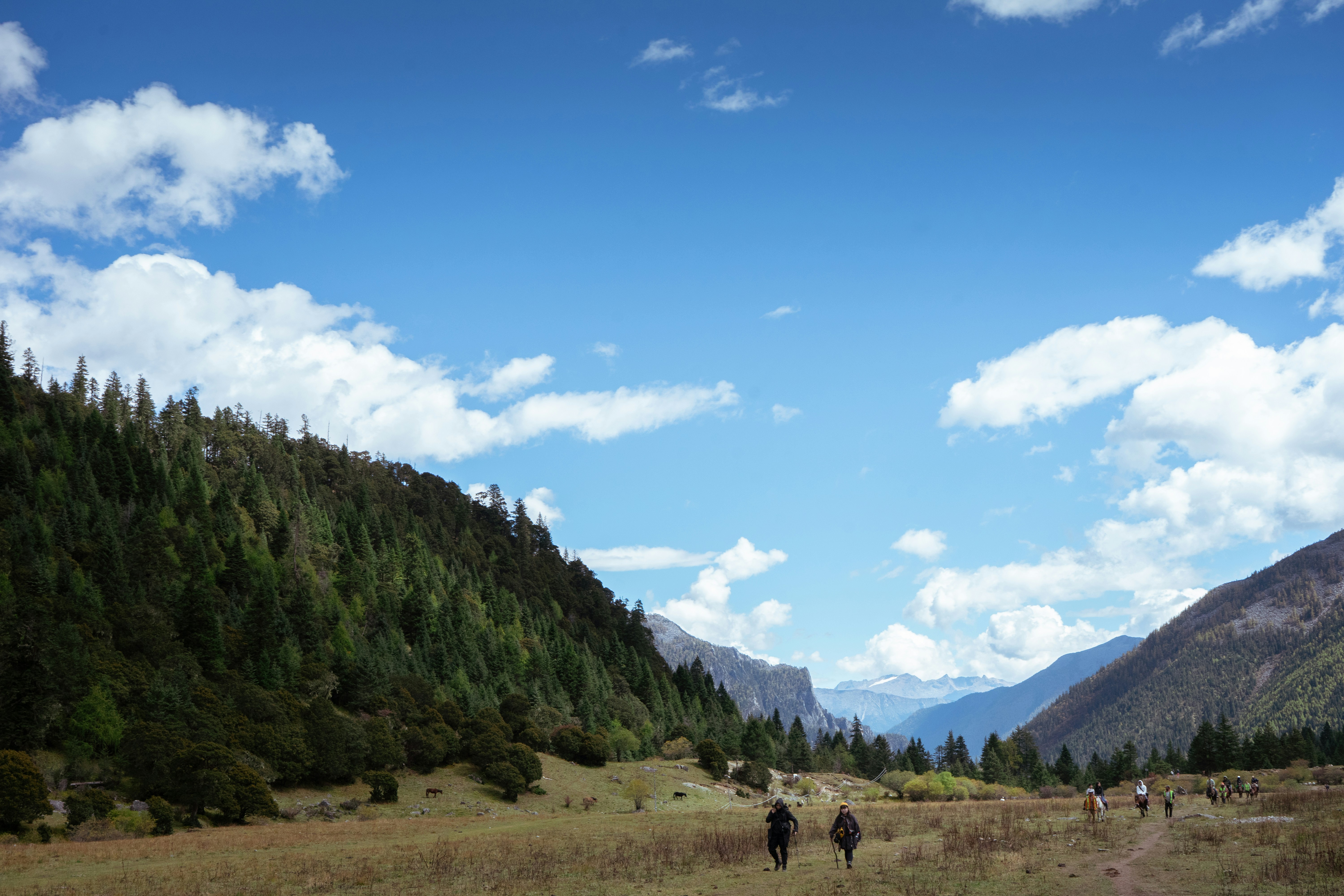 Hikers Thread a Meadow Corridor Between Pines and Peaks