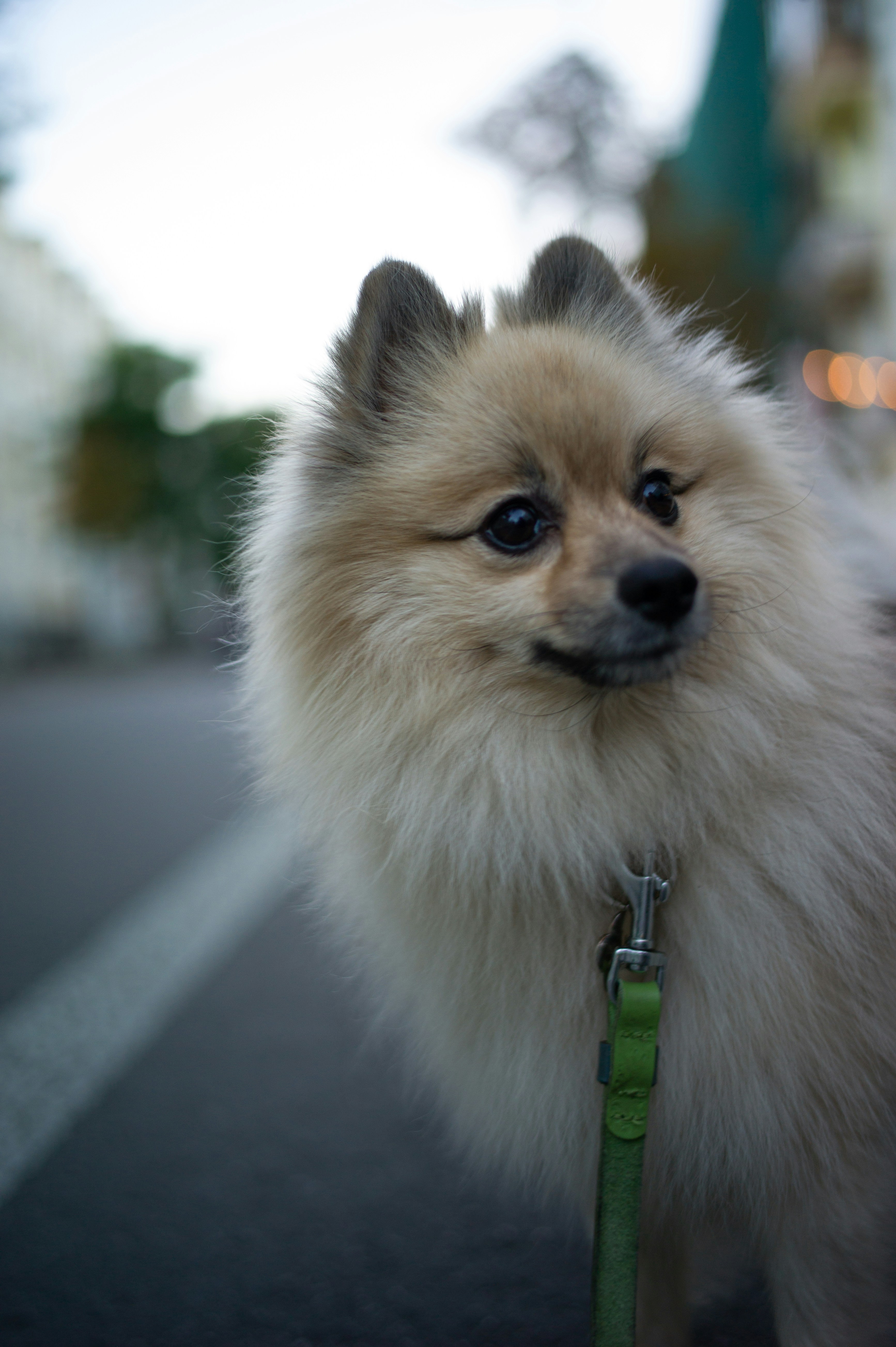 Fluffy Pomeranian standing on a city street, gazing thoughtfully into the distance. The soft evening light enhances its fur texture.