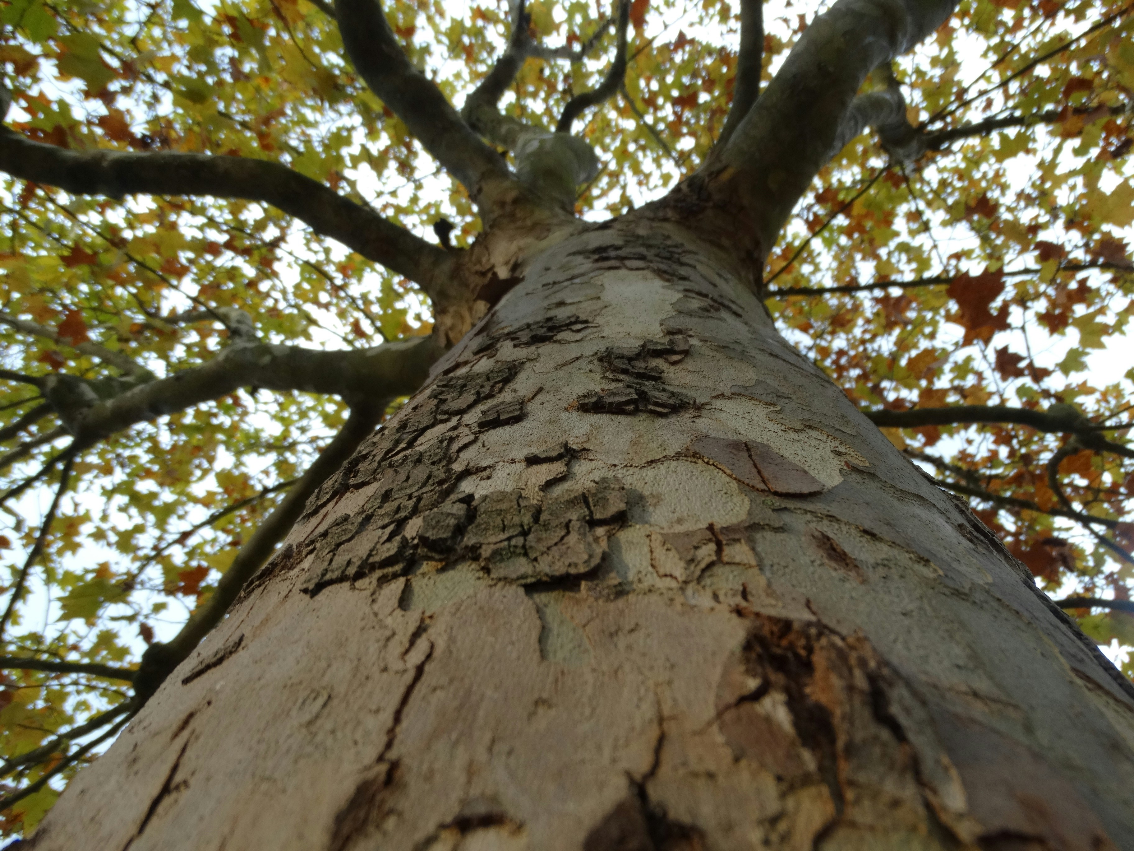 Looking up the trunk of a tree, showcasing its textured bark and vibrant autumn leaves above. The upward angle emphasizes the grandeur of nature.