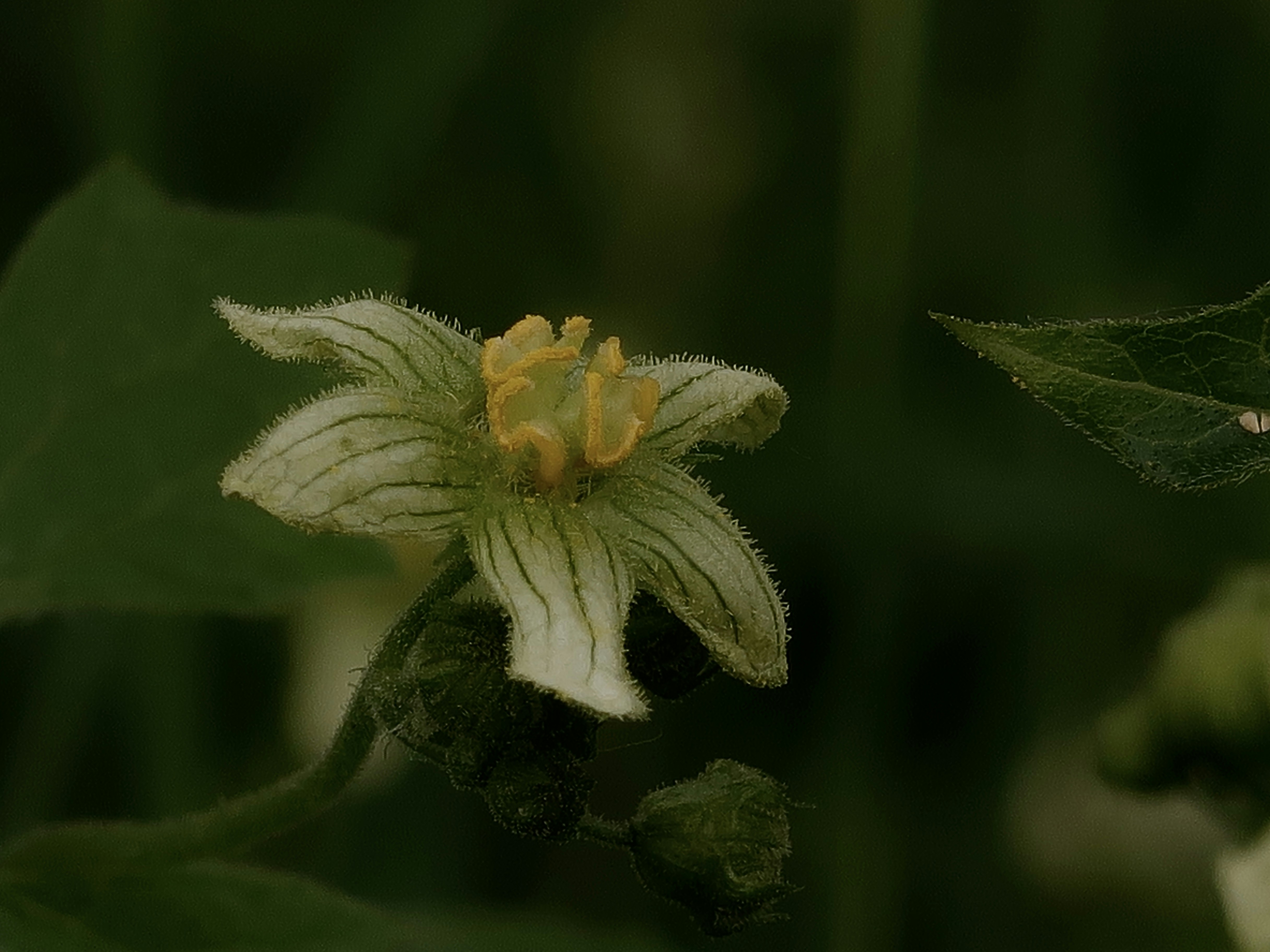 Amber Center, White Petals: A Micro Study of a Tiny Bloom