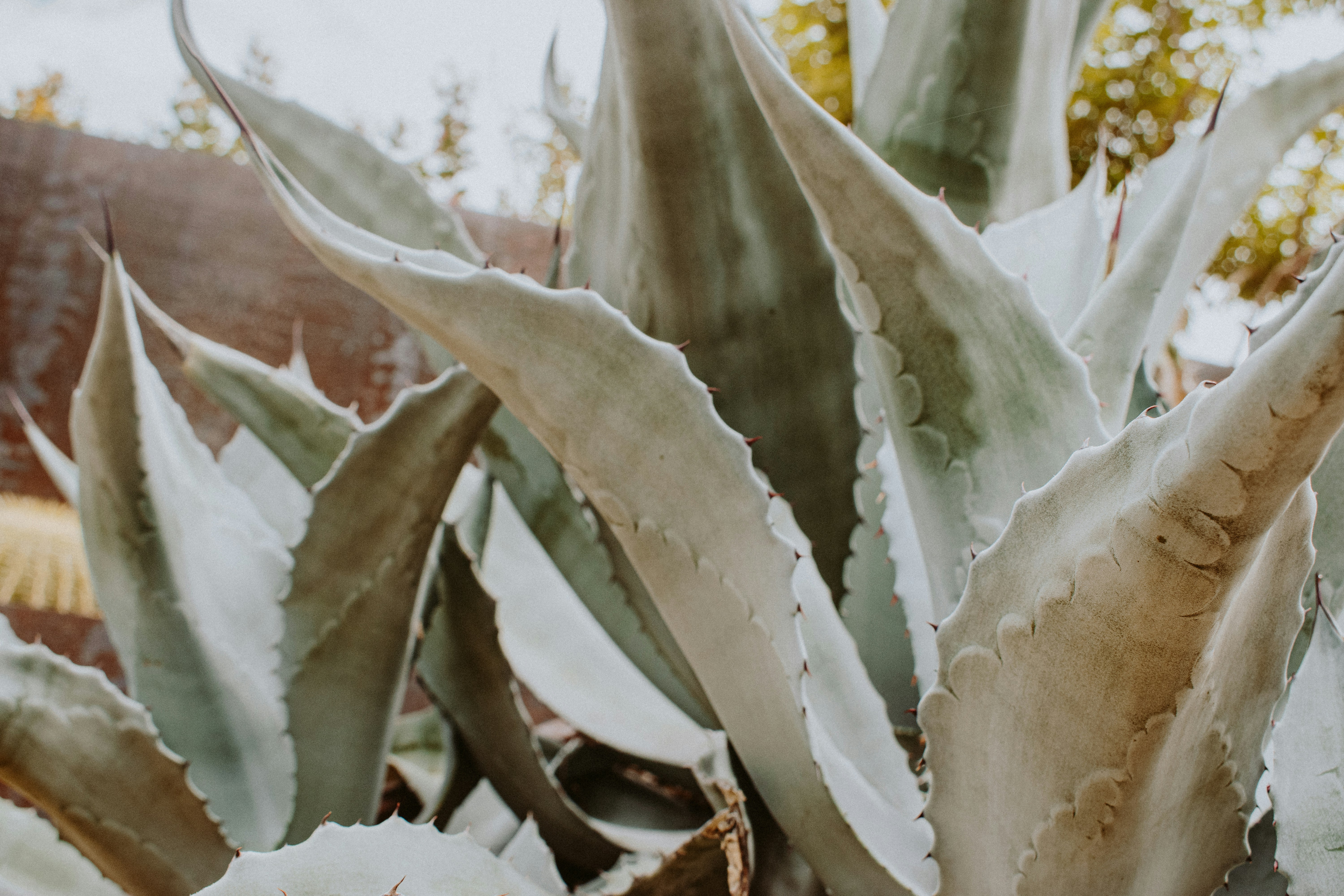 Succulent Armor: Close-Up of Spiky Foliage Taken in Soft Golden Hour