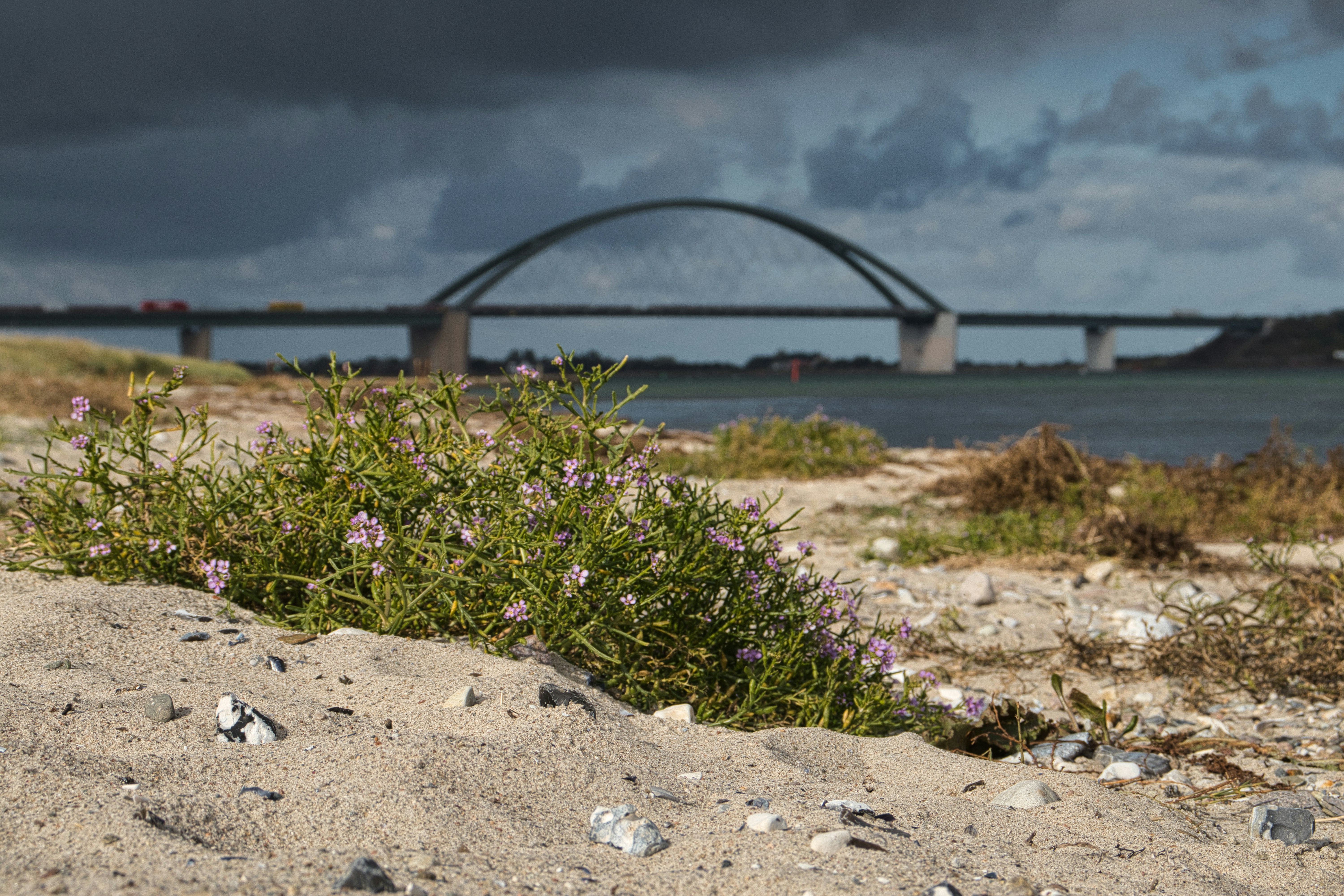 Sea-Bloom on the Shore: Wildflowers Framing a Modern Arch Bridge