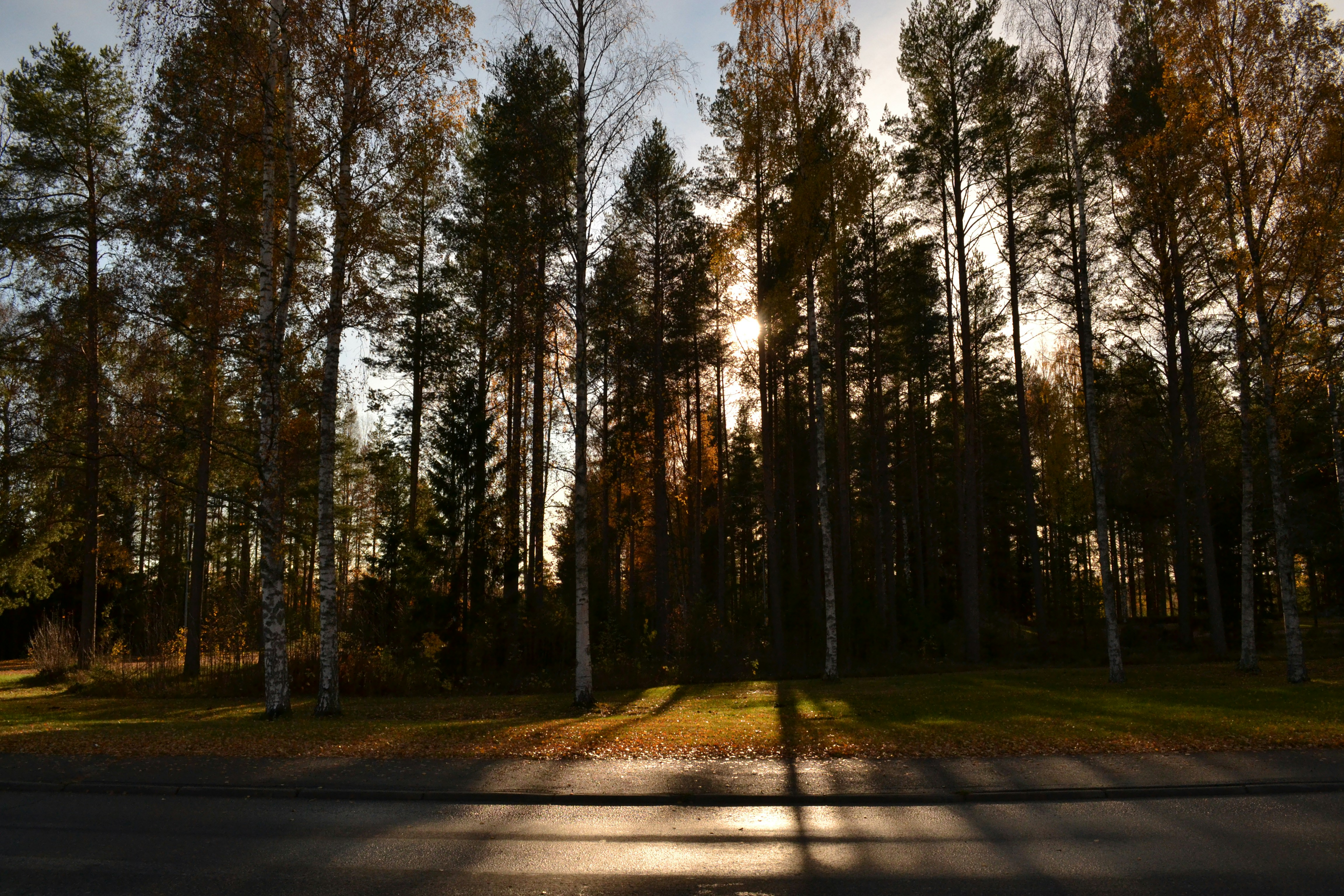 Tall trees with autumn foliage cast long shadows on a quiet road under the afternoon sun.