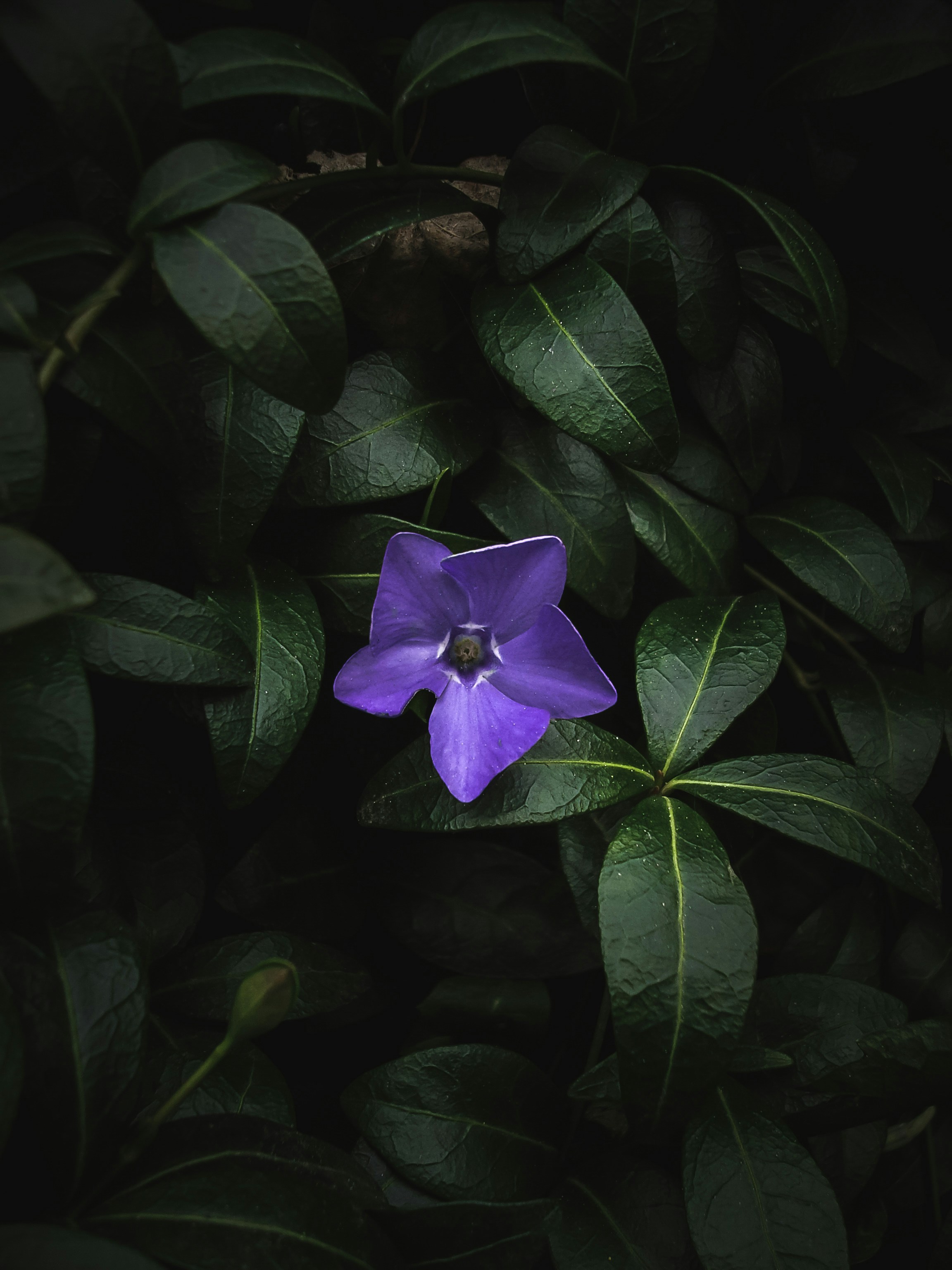 Una flor púrpura sentada encima de hojas verdes foto – Imagen de Flora y fauna gratuita en Unsplash