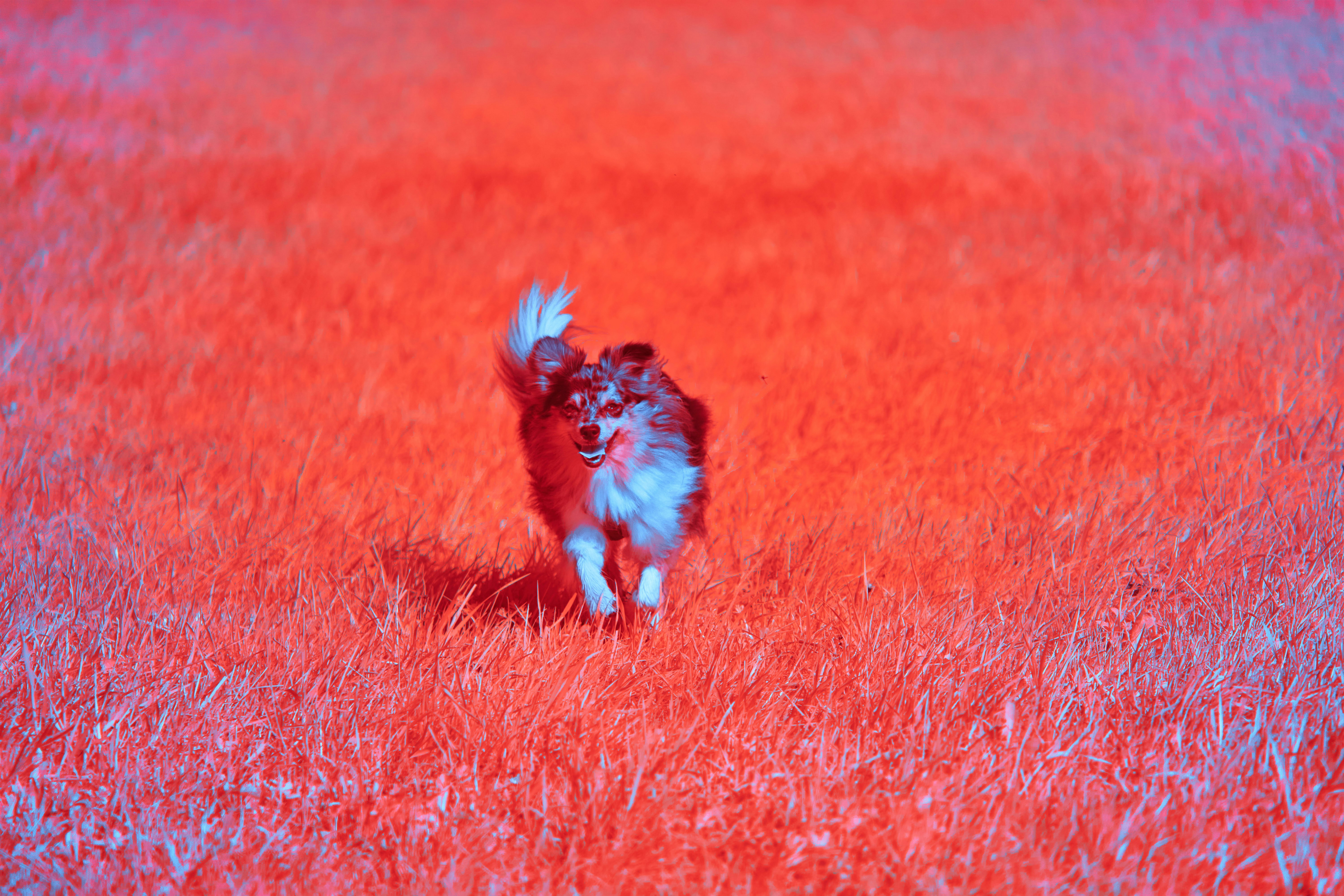 Crimson Meadow: A Petite Dog Halts in a Surreal Field