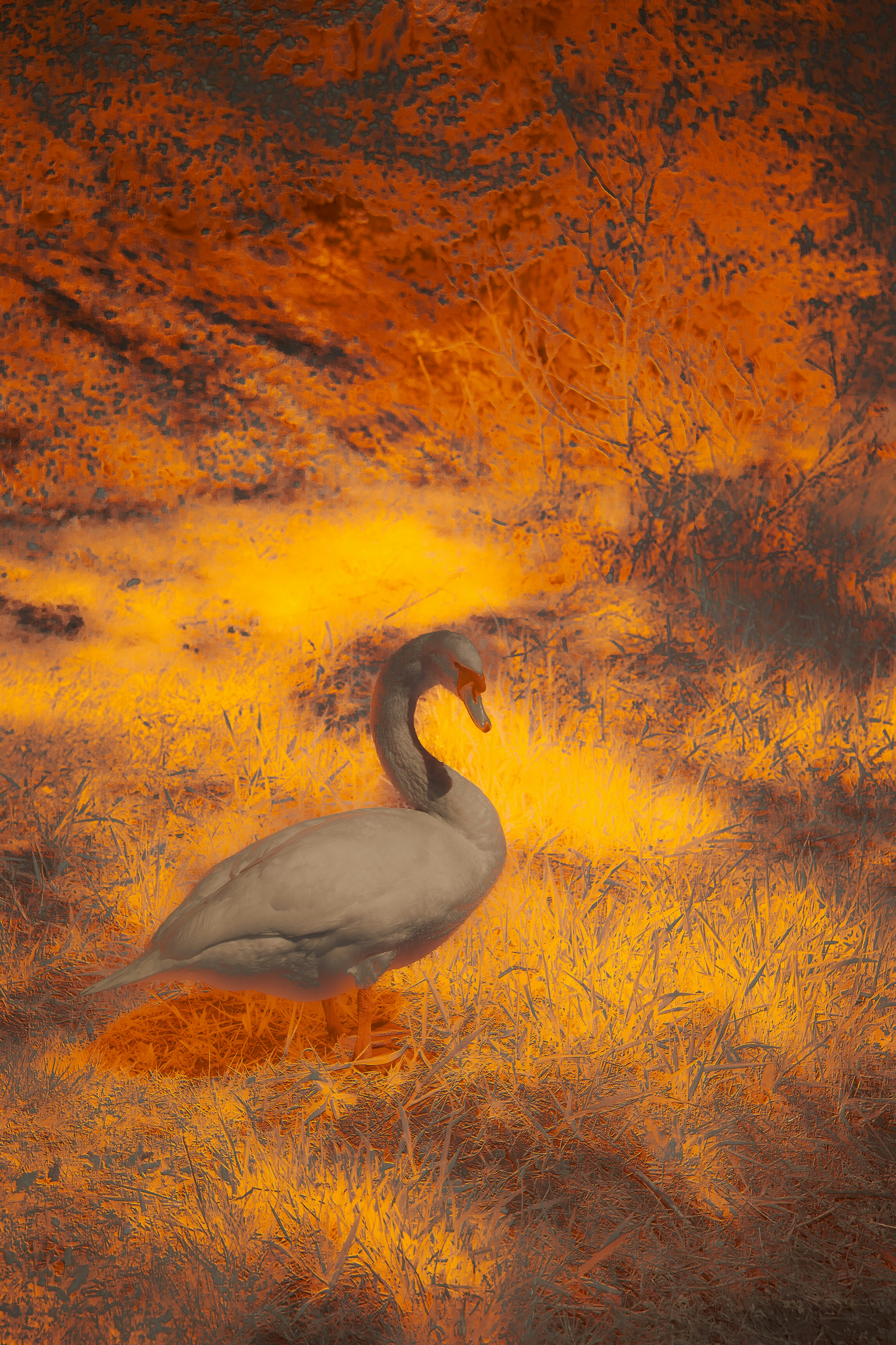 Ember-Glow Swan Amid an Autumn Field