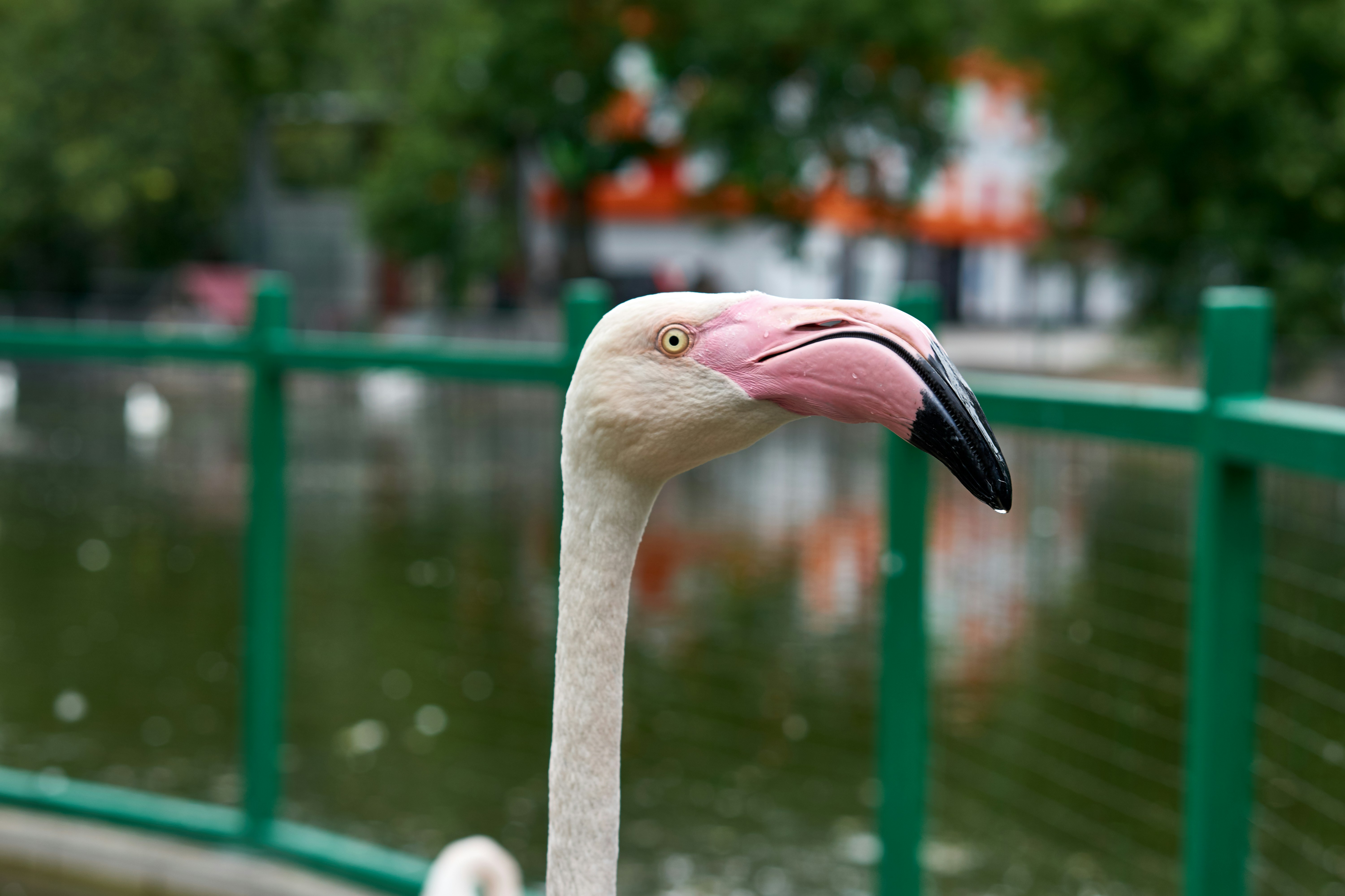 A close up of a flamingo near a body of water photo – Free Bird Image ...