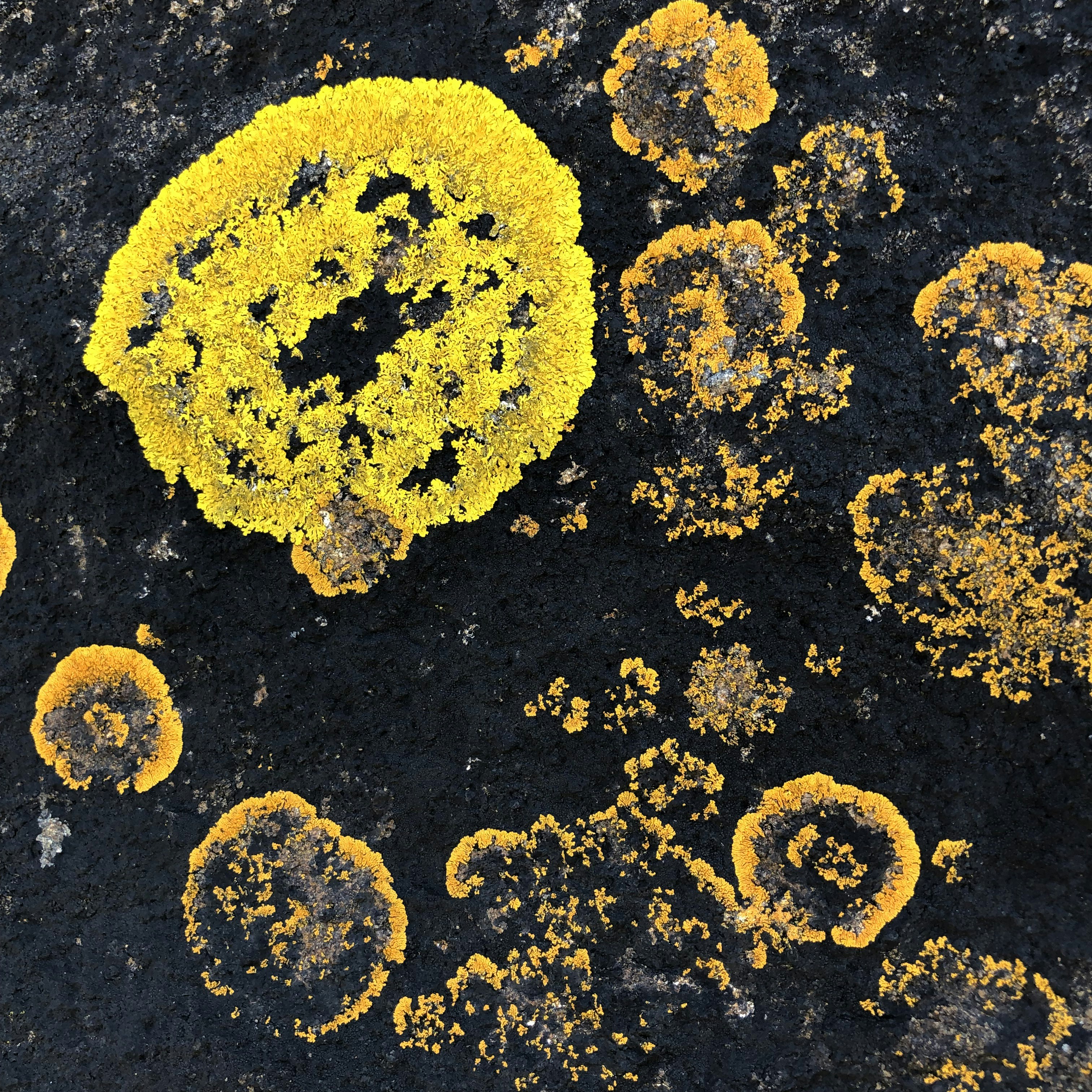 lichen on a rock