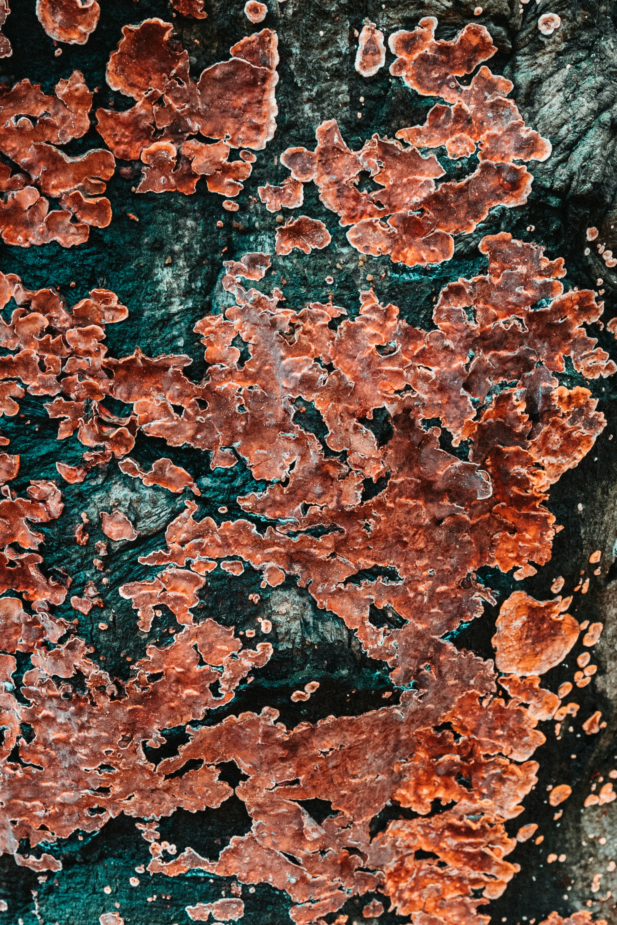 Abstract close-up of weathered bark showcasing vibrant rust-colored patches against a dark background.