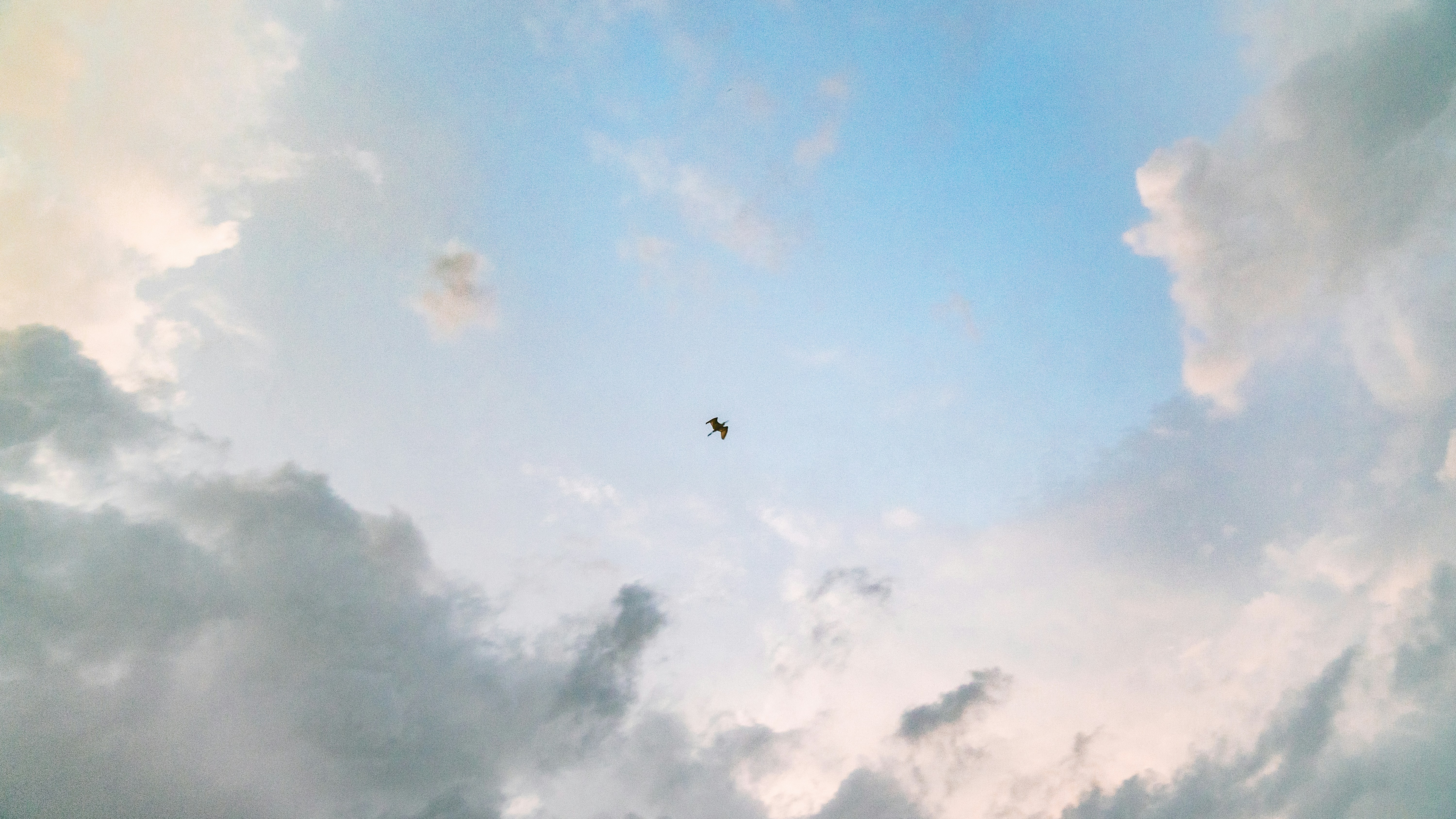 A solitary bird glides gracefully against a backdrop of soft clouds and a blue sky, capturing the essence of freedom.