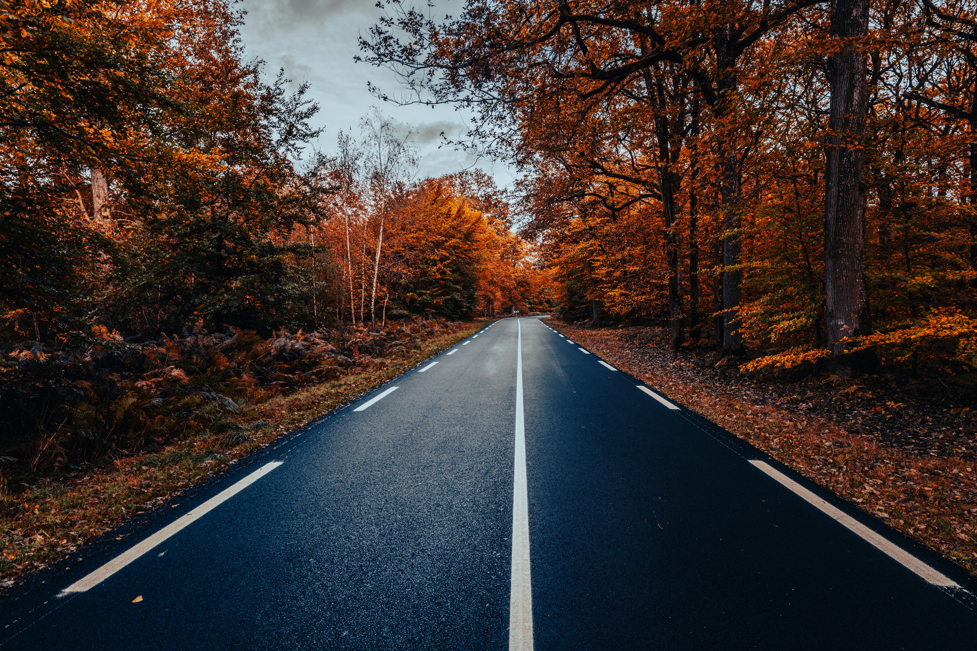 Winding road flanked by vibrant autumn foliage, showcasing a blend of orange and yellow leaves. The wet asphalt reflects the surrounding colors.