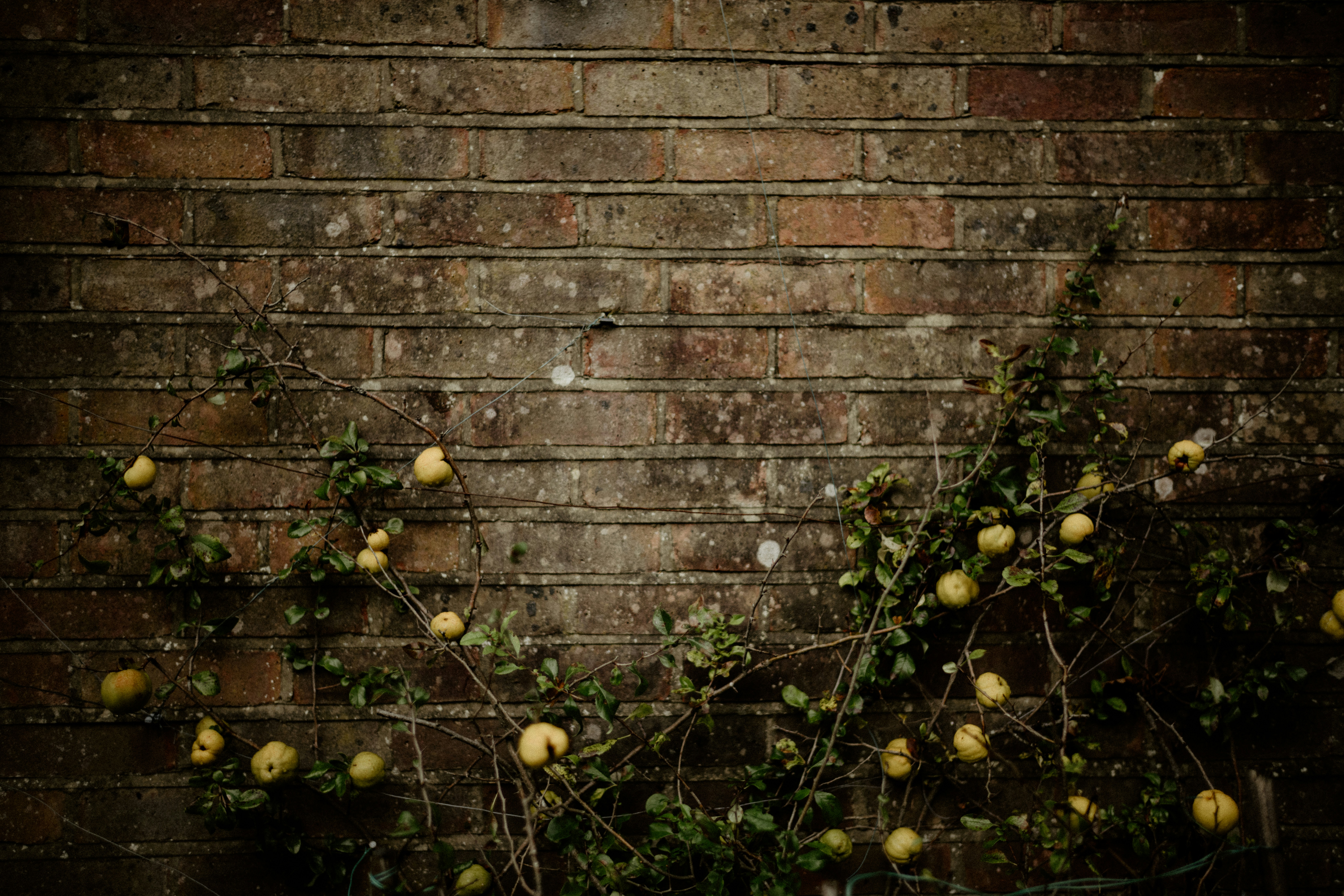 A brick wall with a bunch of fruit growing on it photo – Free Food ...