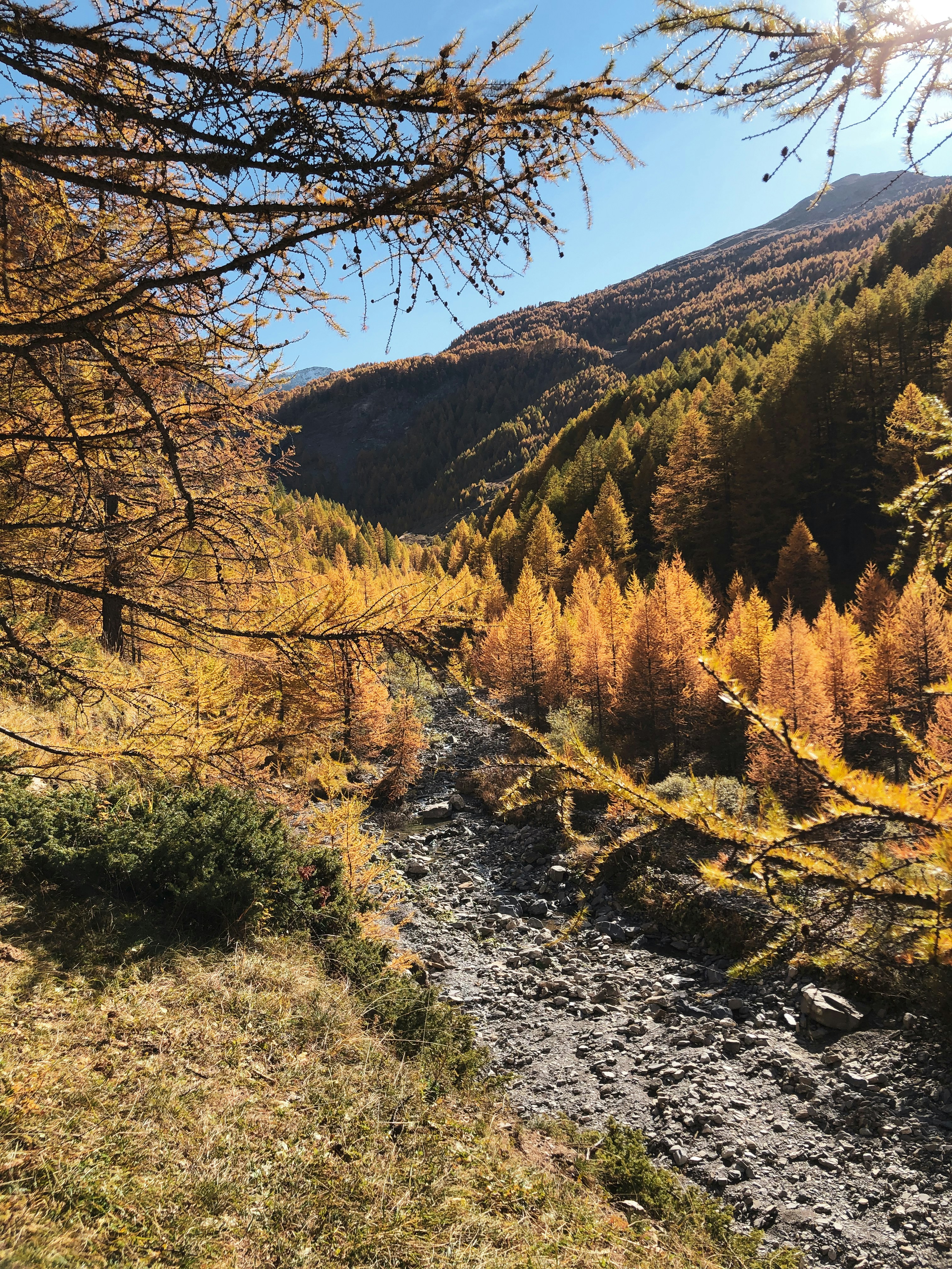 a river running through a lush green forest