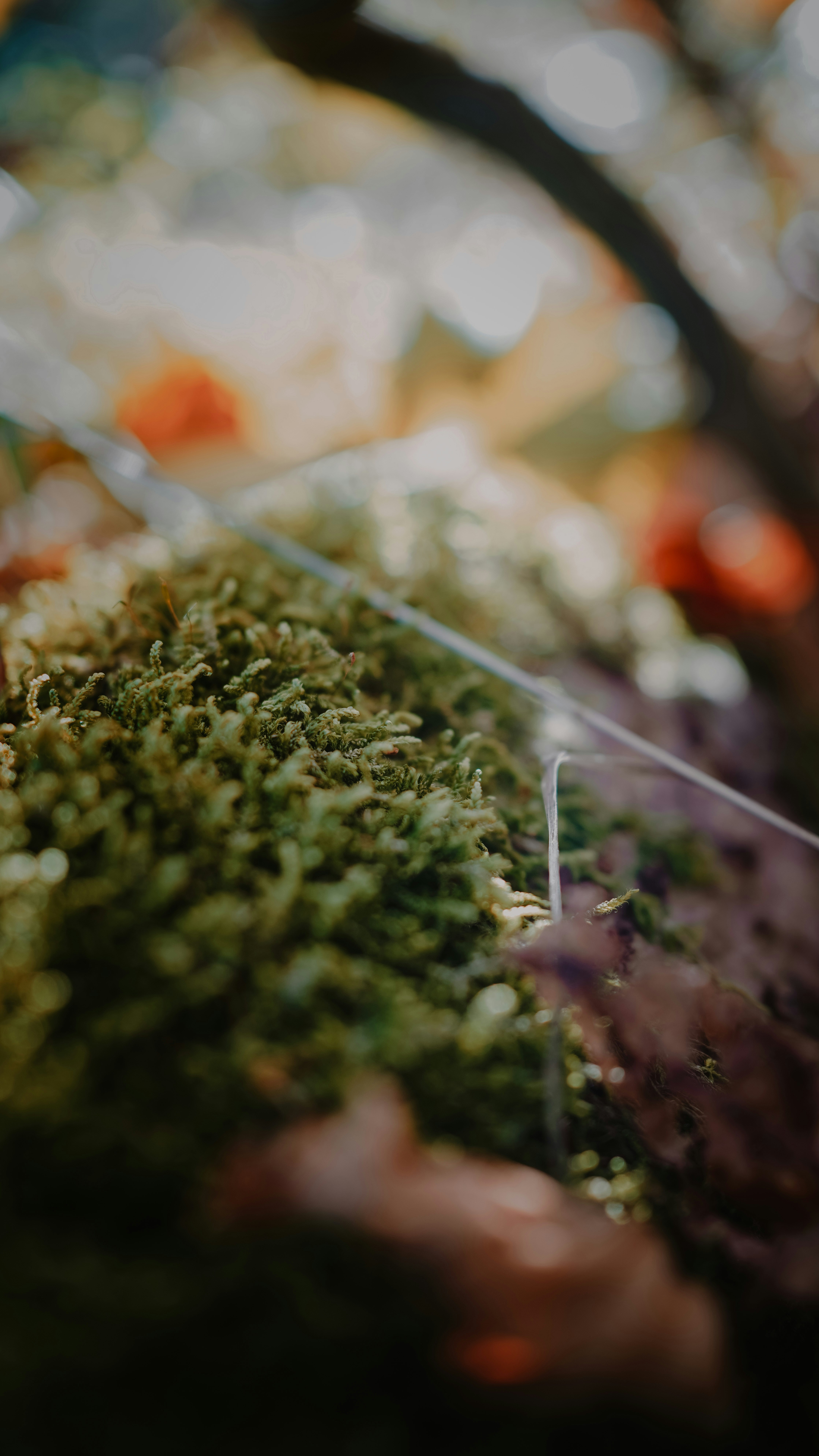 Green Microcosm: Moss Fragments Along a Glass Thread