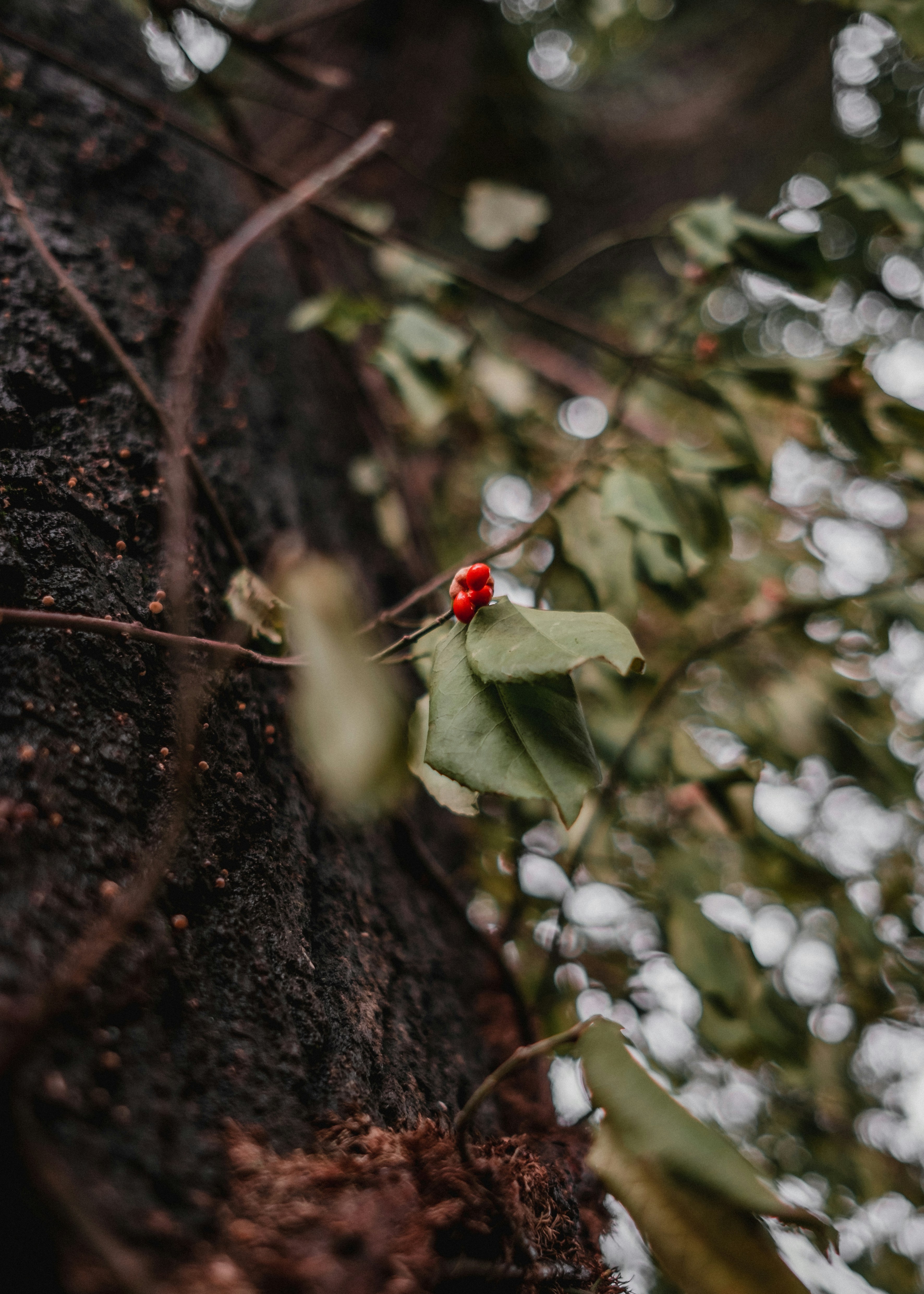 Berries are blooming