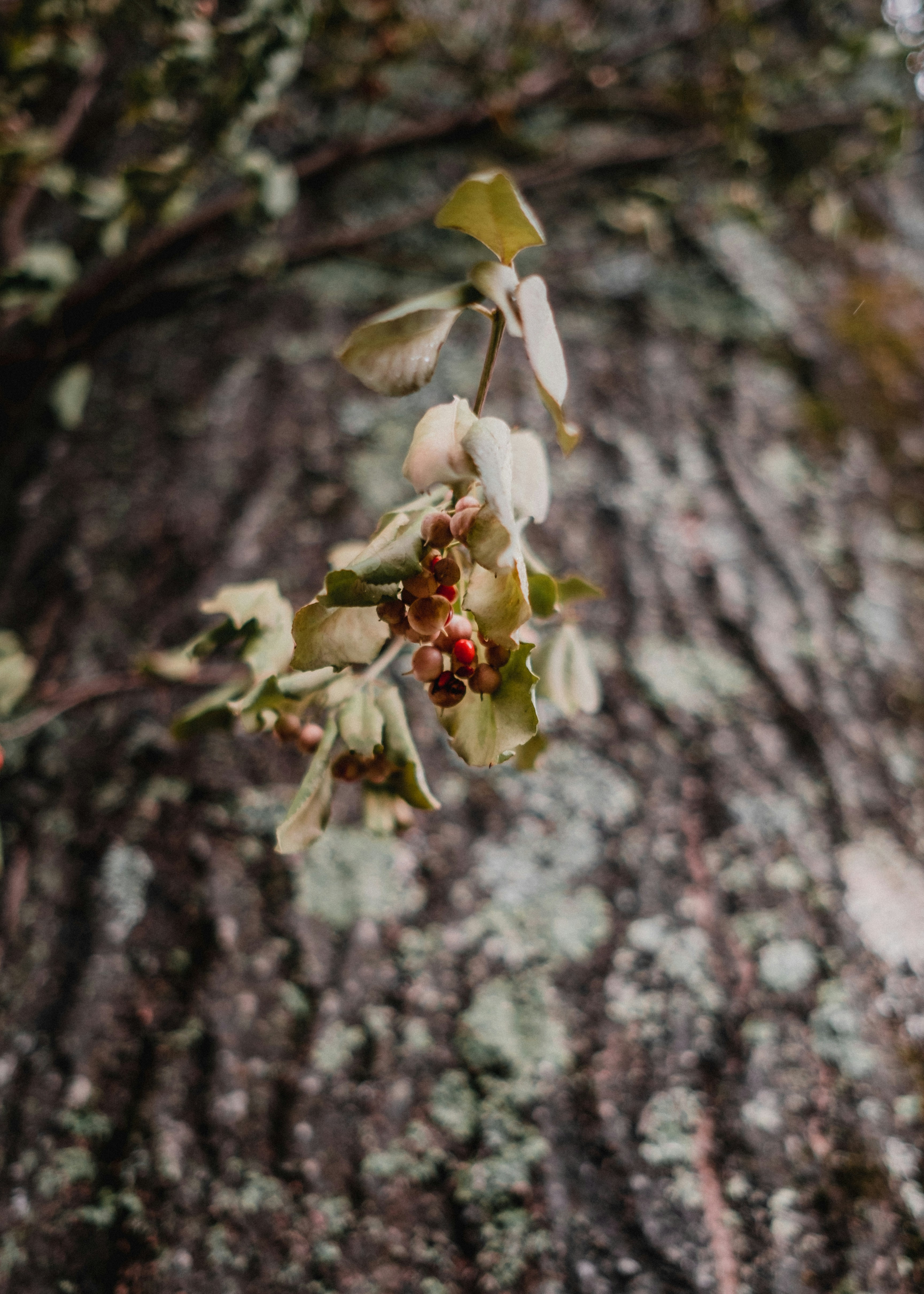 Tiny Berry Cluster Amid Mossy Bark: A Macro Moment