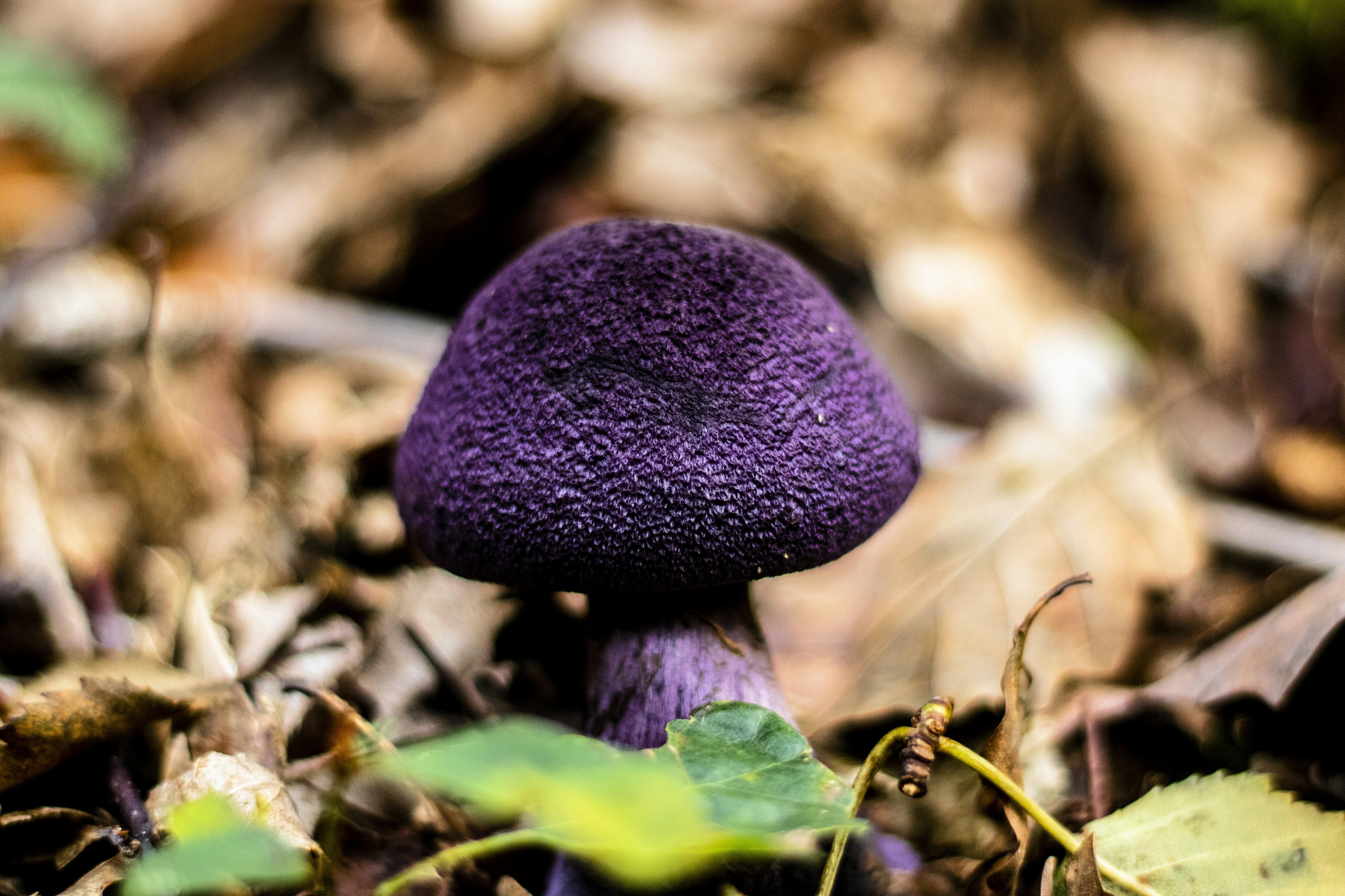 Saison de champignons 