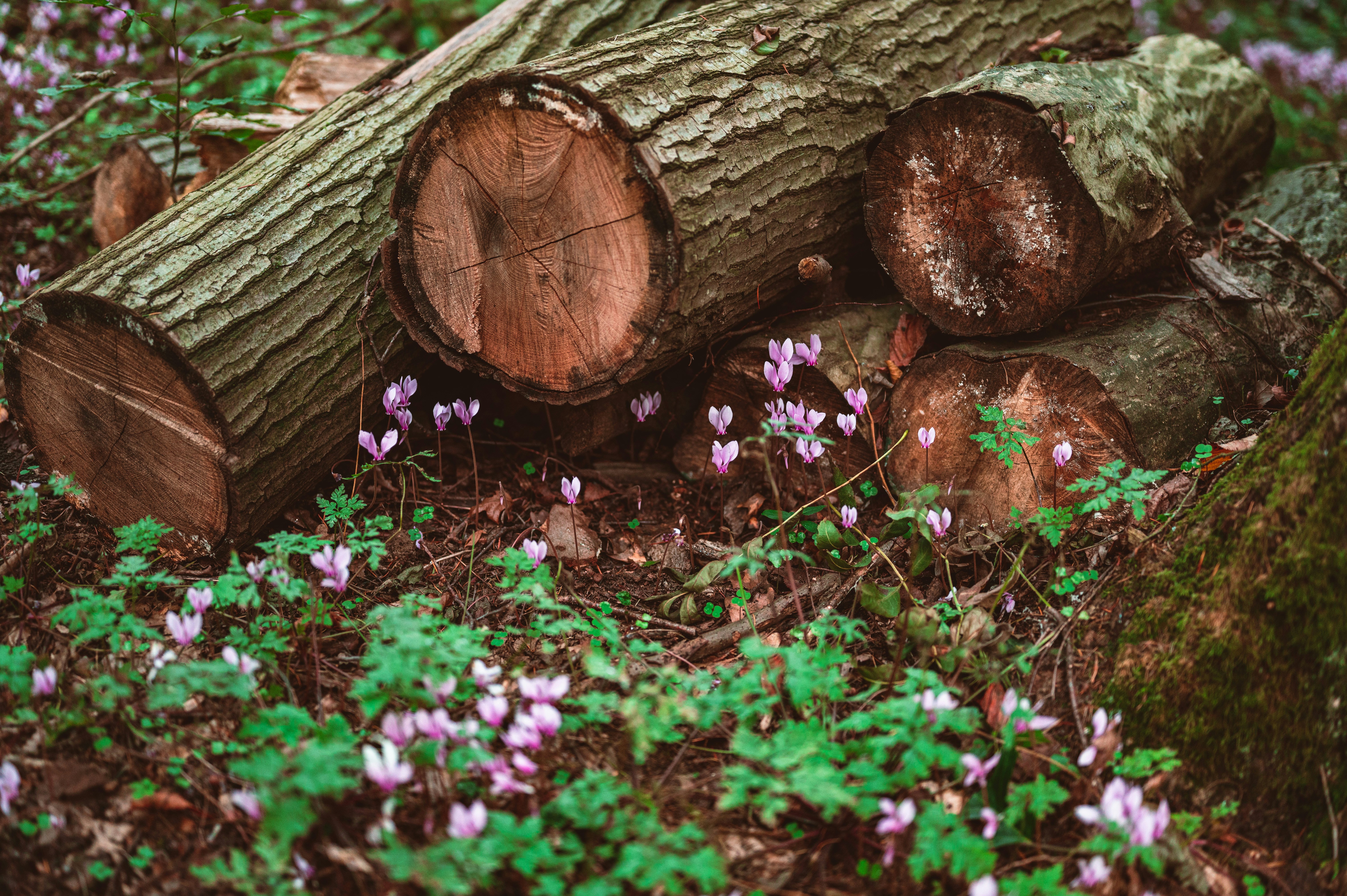 A group of logs sitting in the middle of a forest photo – Free Autumn ...