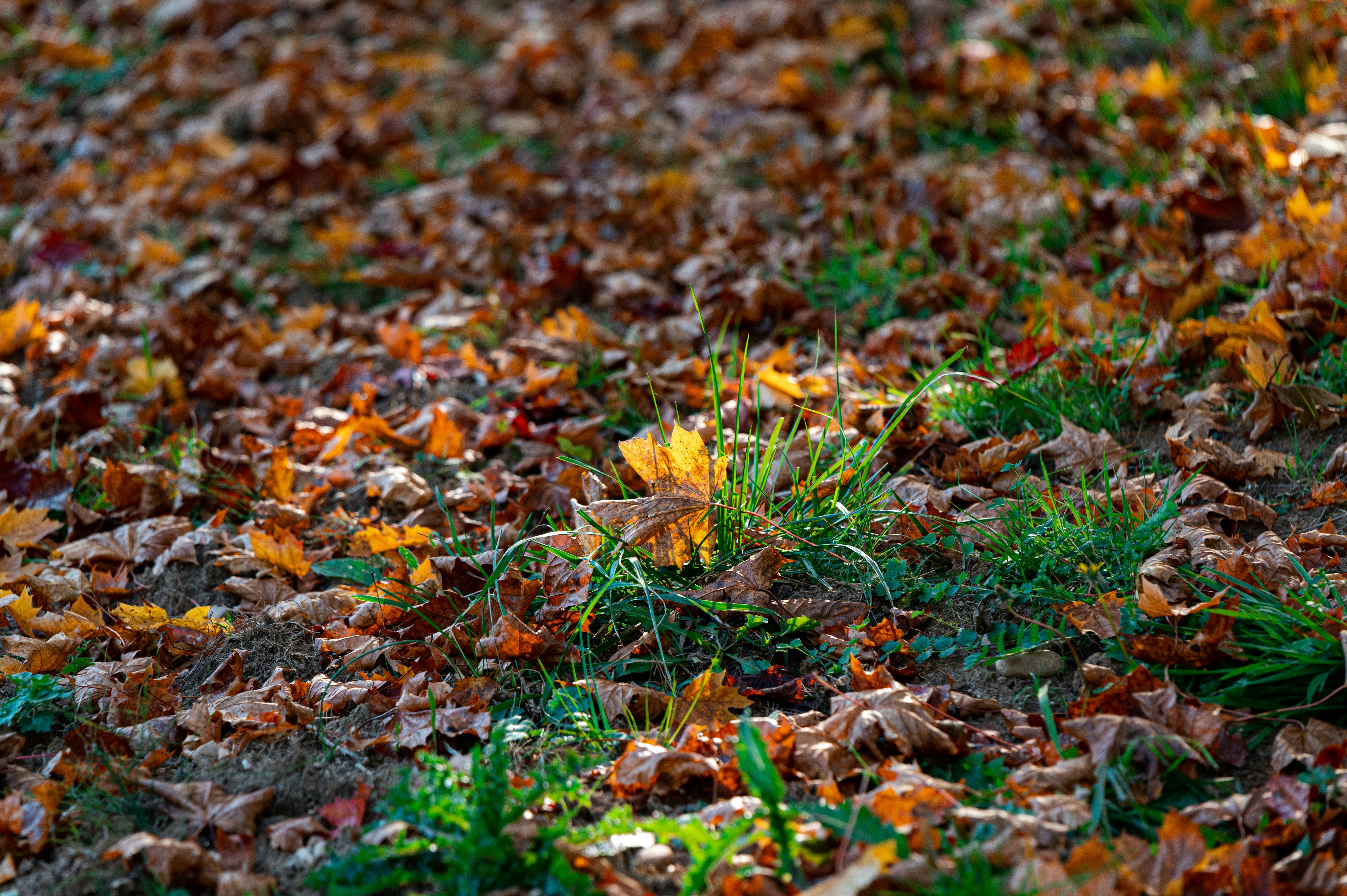 Vibrant autumn leaves blanket the ground, with a single green blade of grass pushing through, symbolizing resilience. 