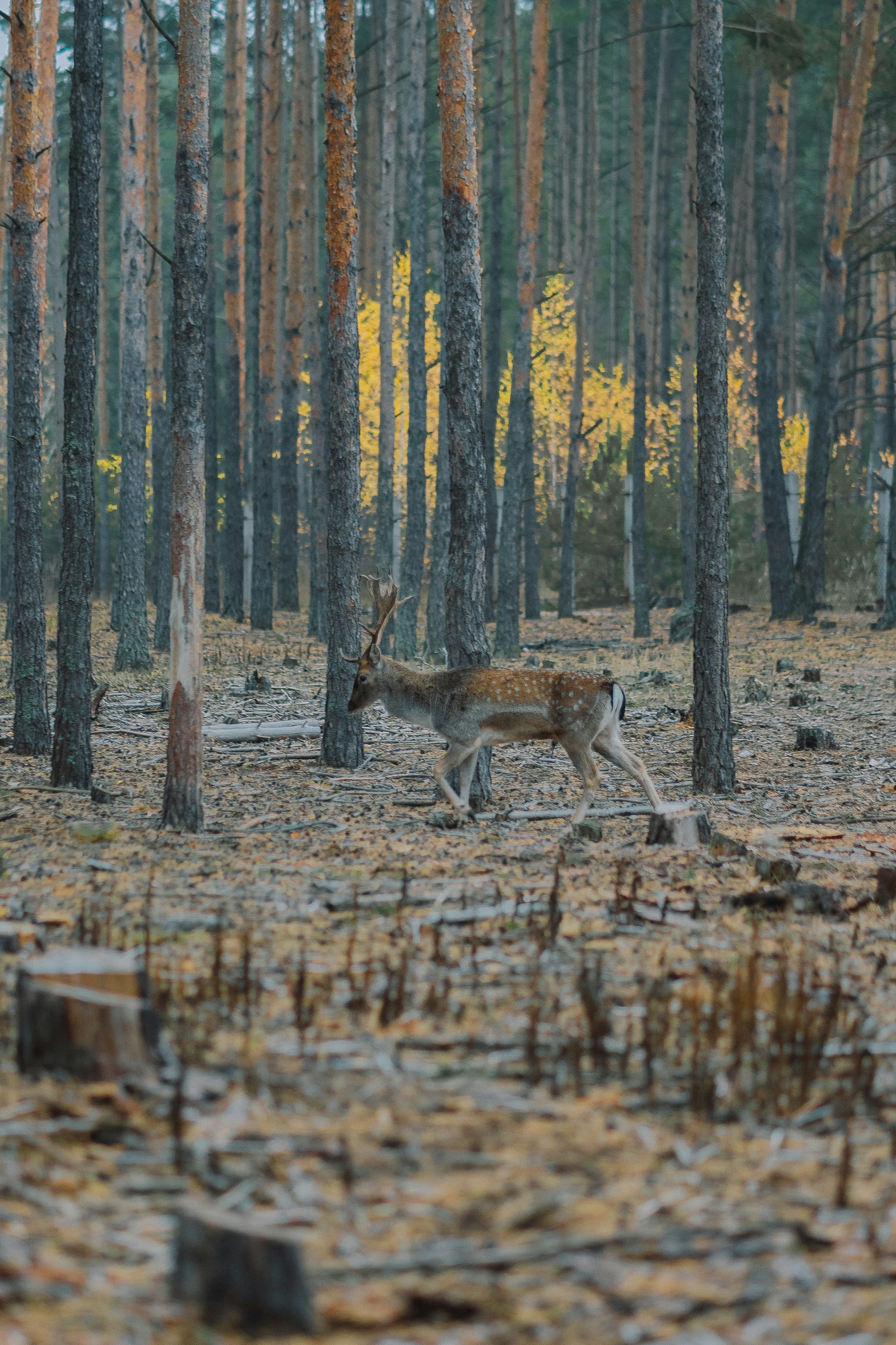 Deer Striding Through a Quiet Pine Glade at Dusk