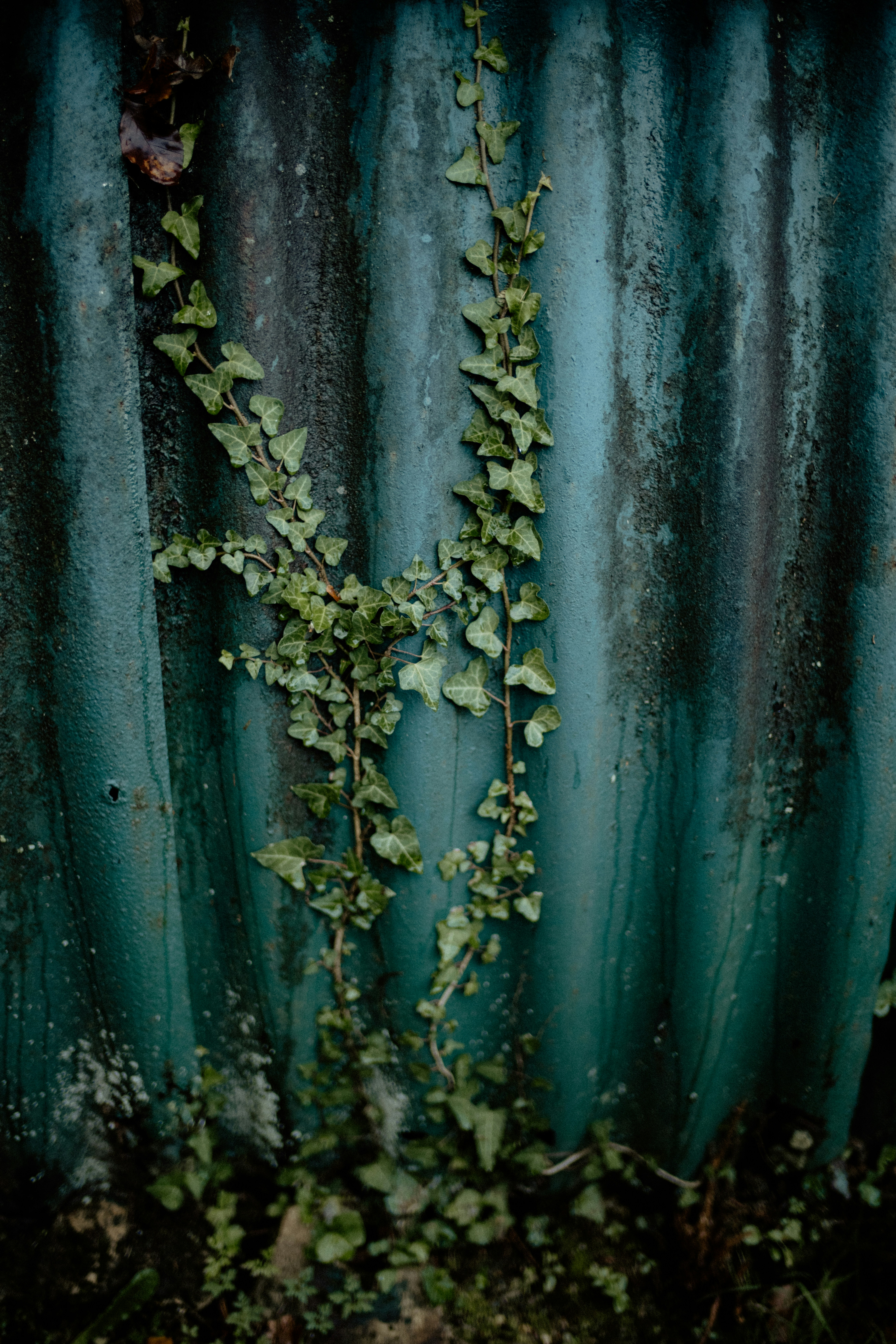 a plant growing out of the side of a building