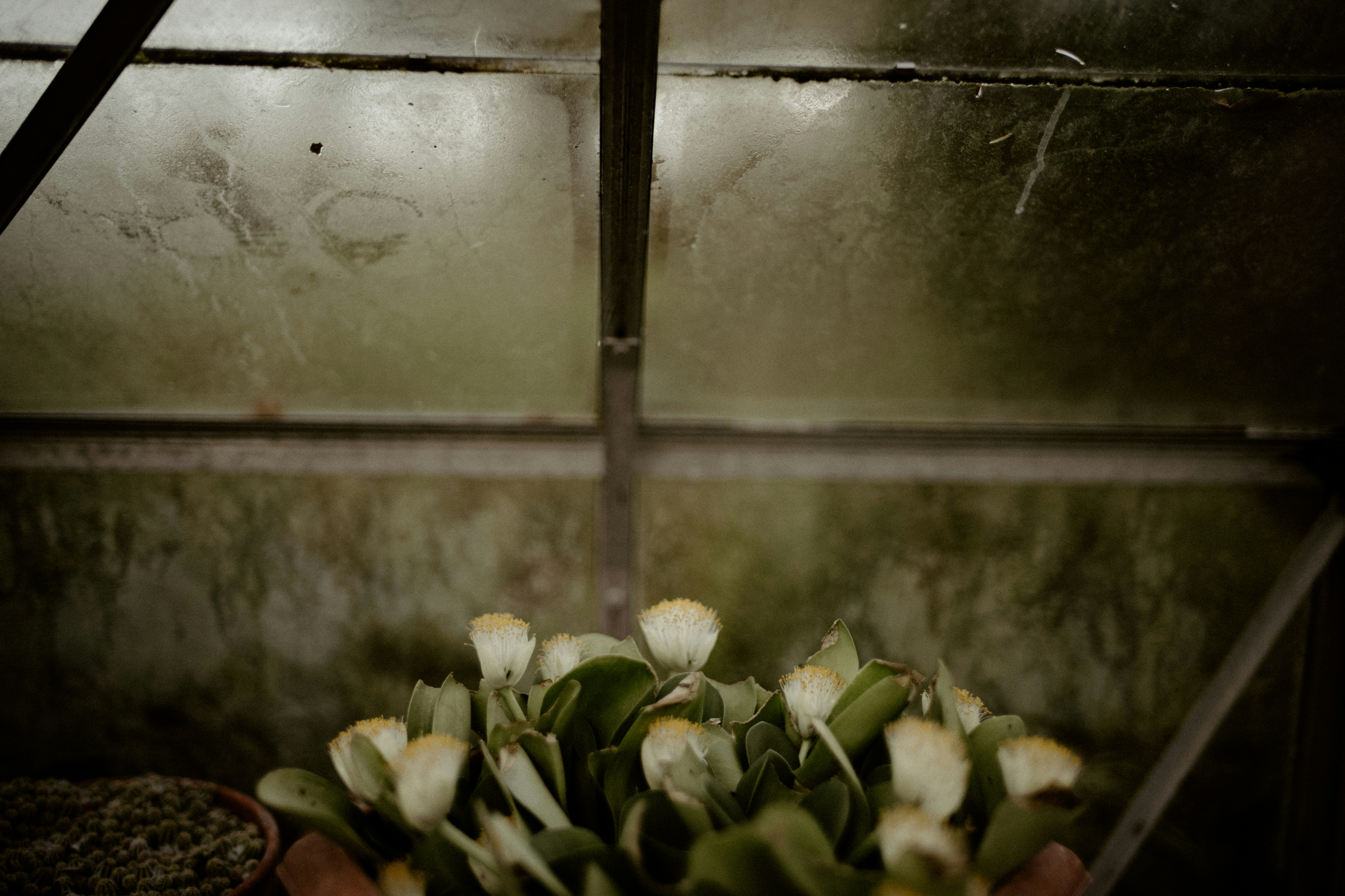 Delicate flowers nestled in hands, framed by the textured glass of a greenhouse, creating a tranquil atmosphere.