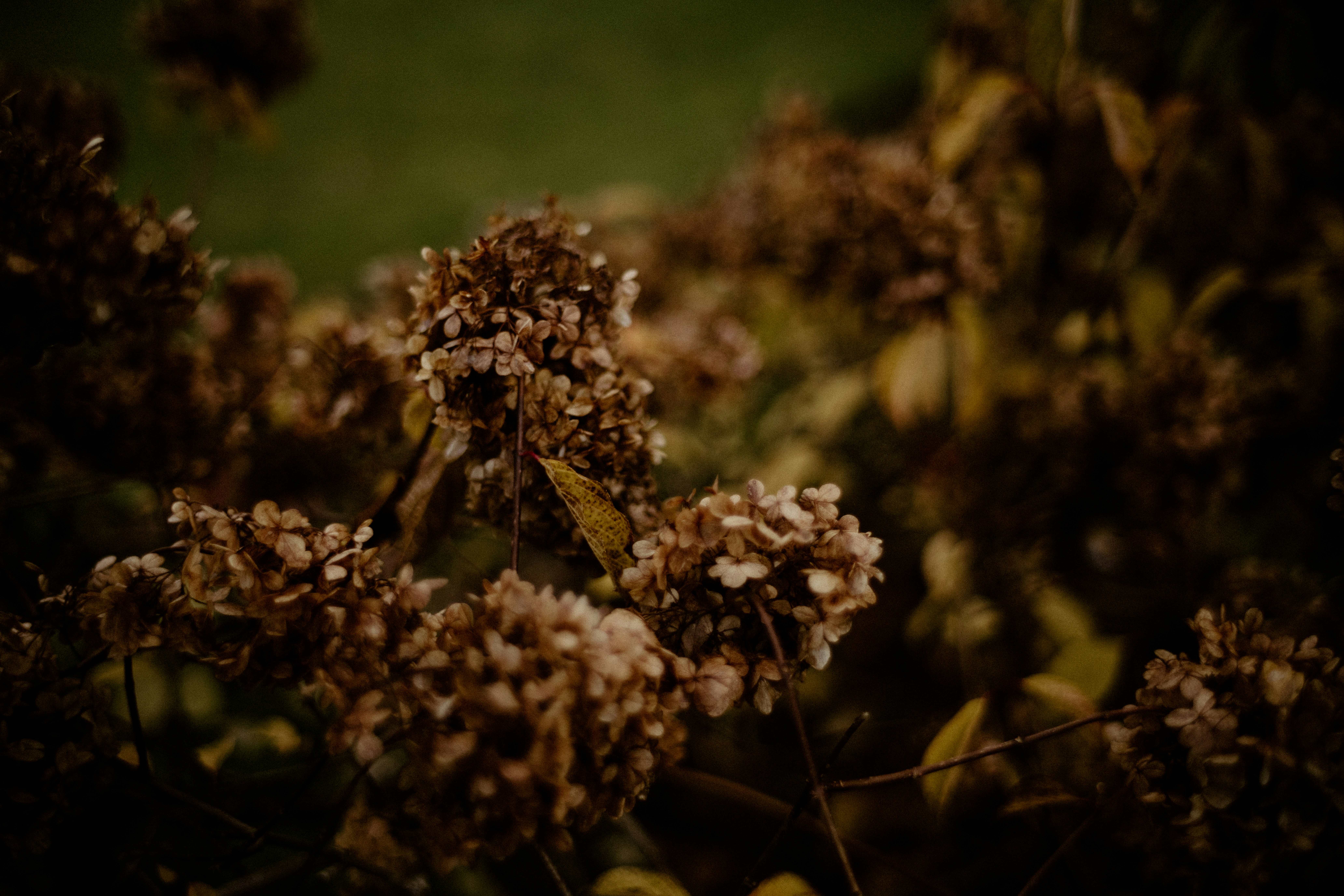 Dried hydrangea blooms surrounded by fading foliage, capturing the transition of seasons. The muted tones reflect the quiet beauty of late autumn.