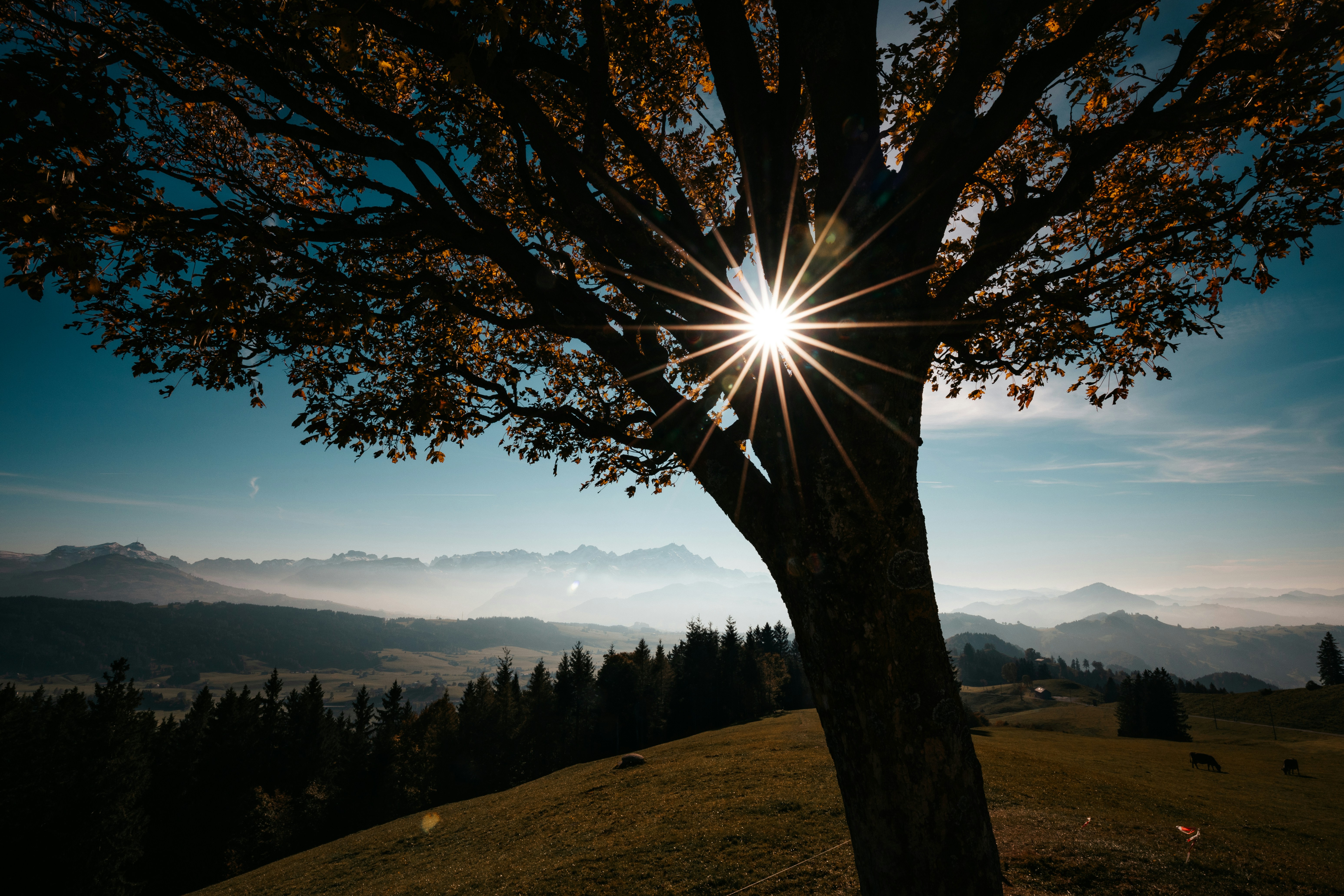 The Sunlit Sentinel: A Lone Tree Framing a Golden Ridge