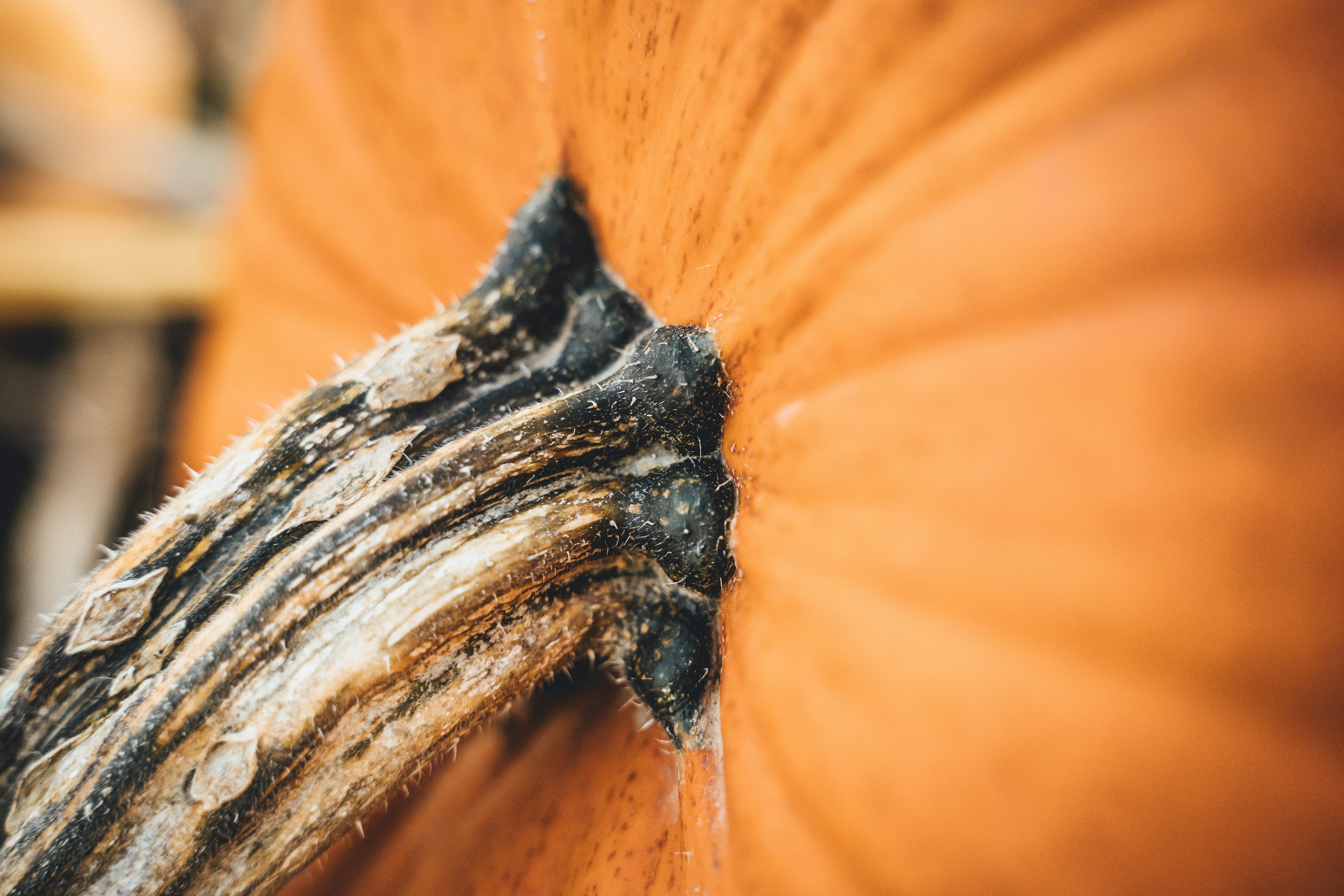 Macro Portrait of a Pumpkin Stem: Weathered Bark Against Bright Orange Flesh