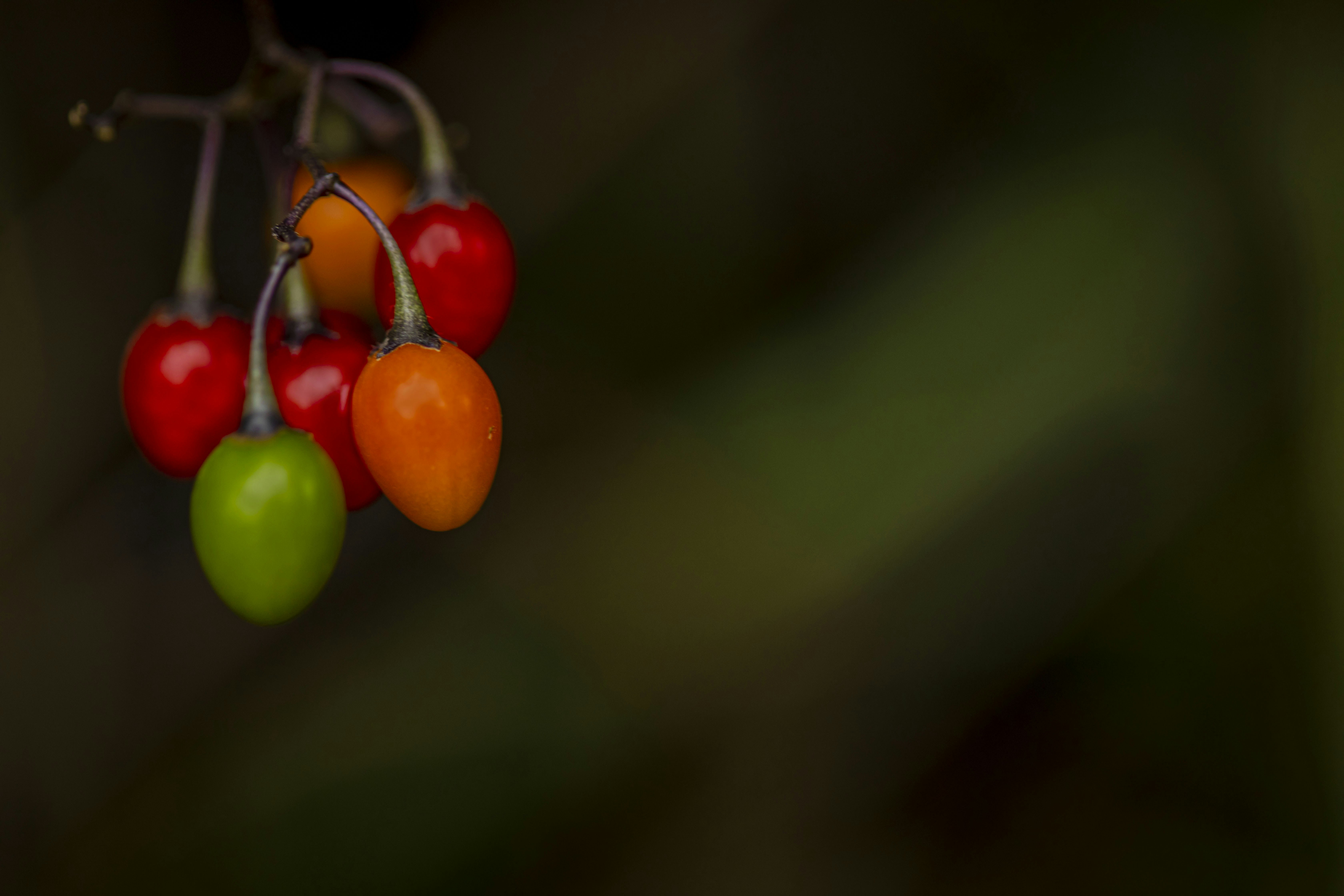 a bunch of small red and green berries hanging from a tree