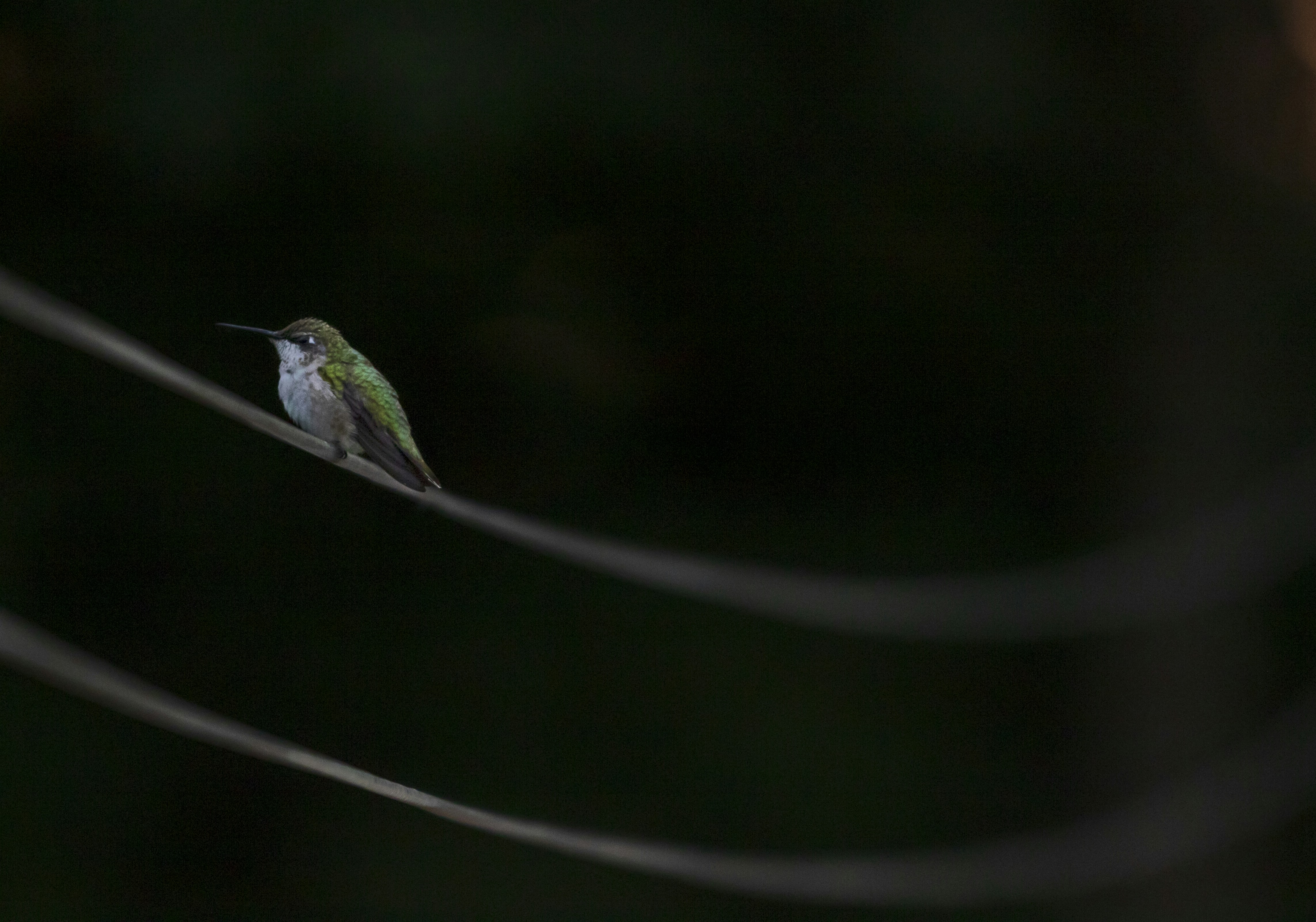 Female ruby throated hummingbird after sunset