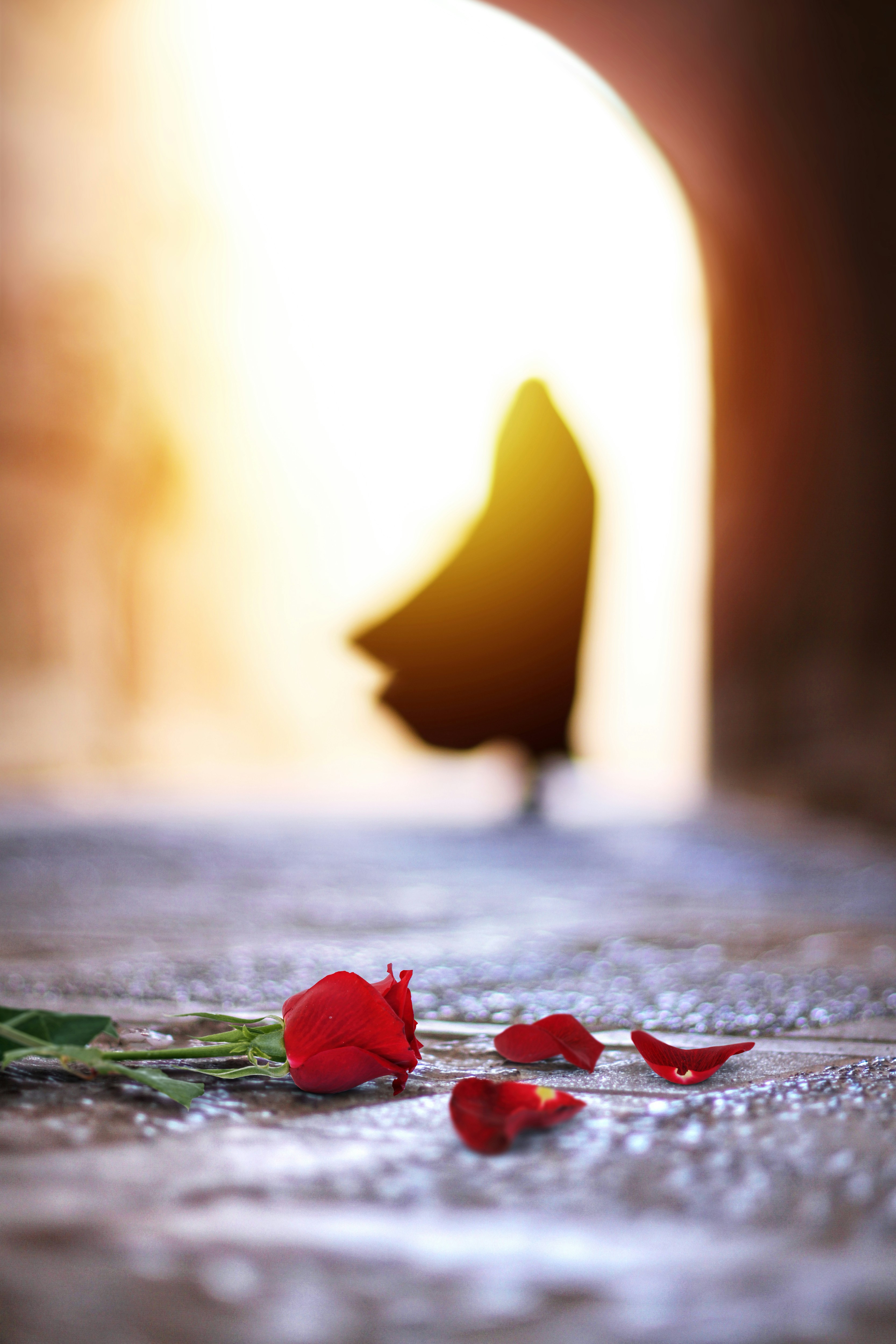 A red rose is laying on the ground photo – Free Petal Image on Unsplash