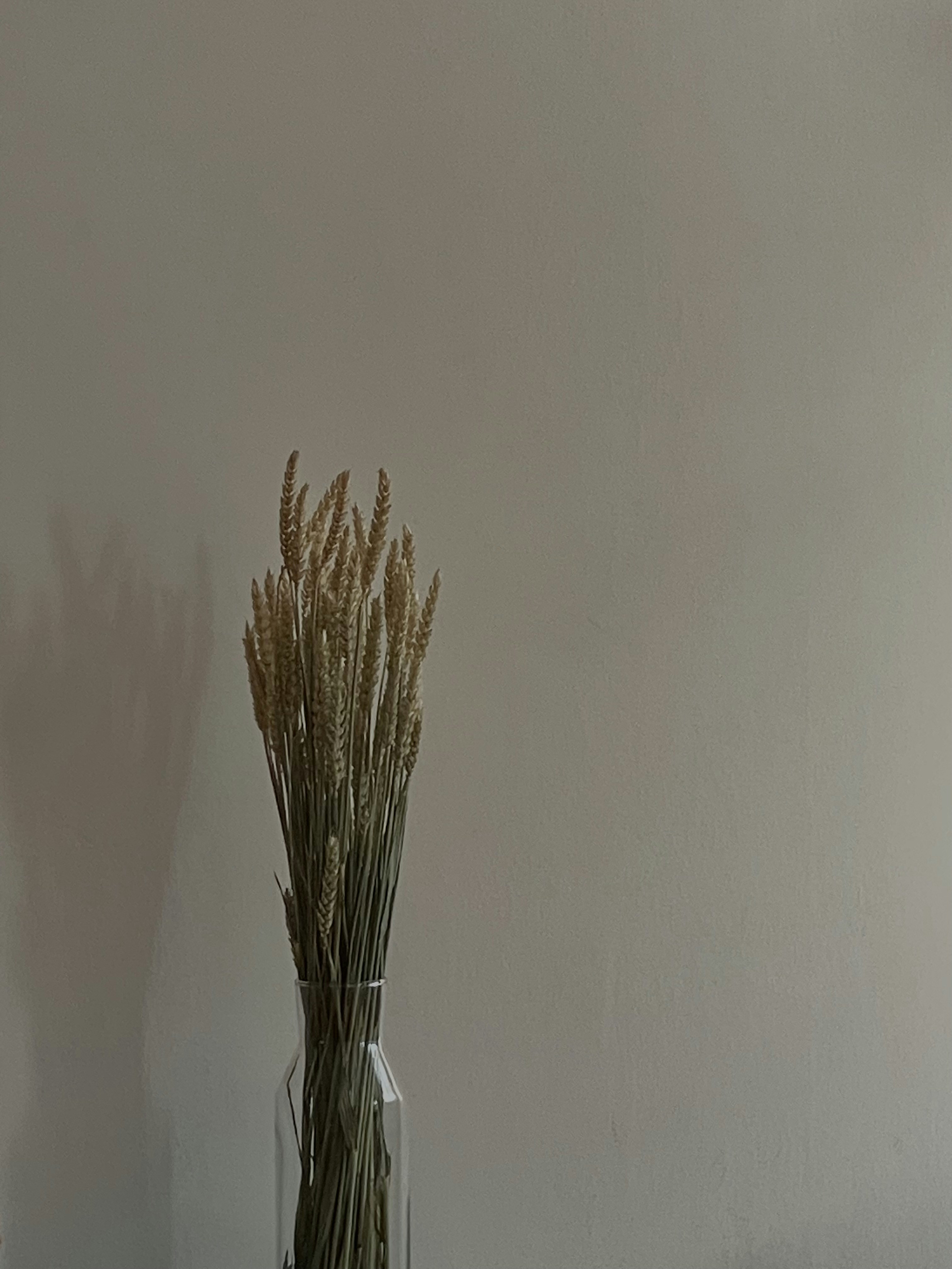 Dried grass stems elegantly arranged in a clear vase against a soft, neutral wall backdrop.