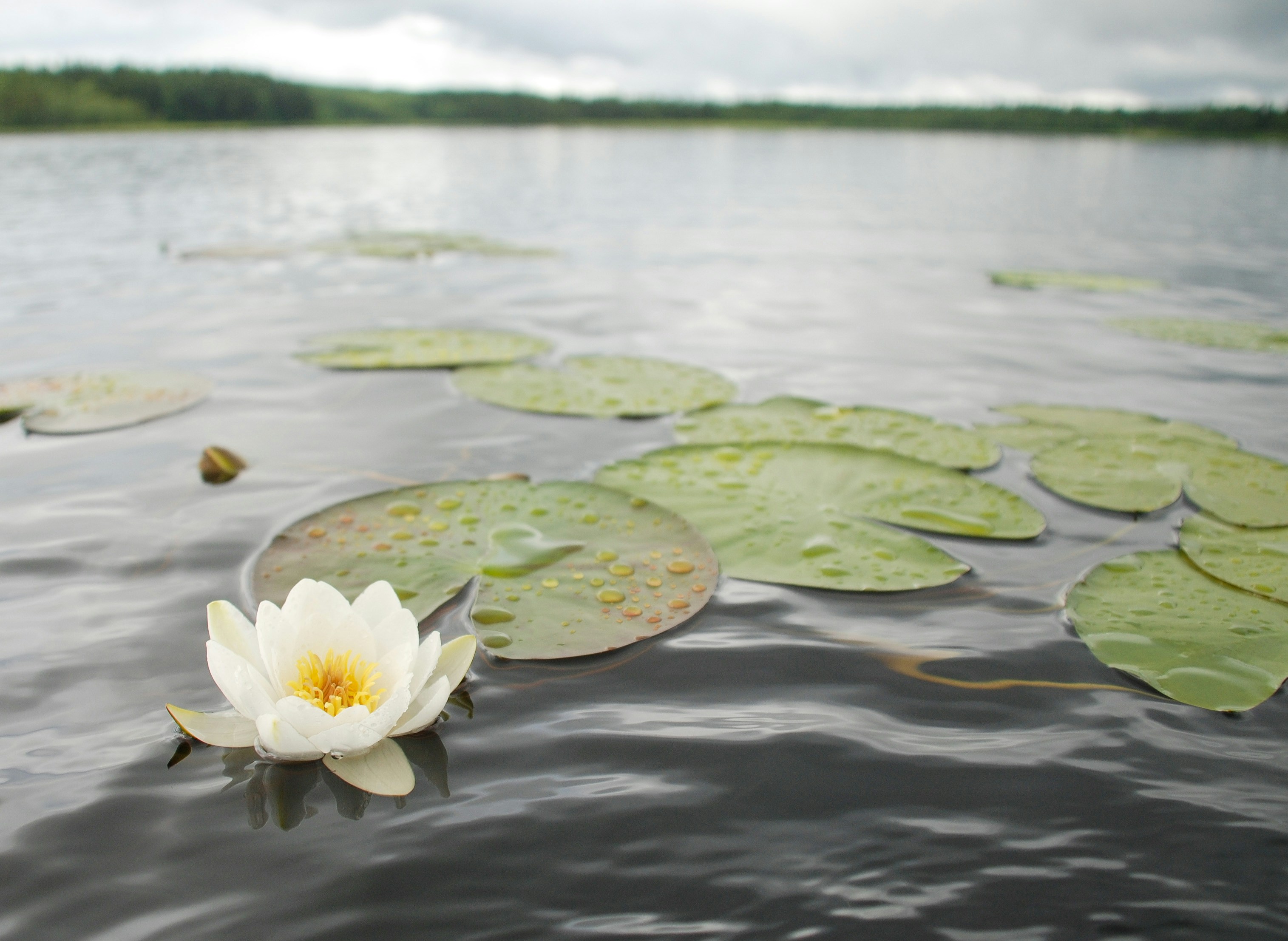 Floating Iris: A White Bloom Anchored by Quiet Lake Lilies