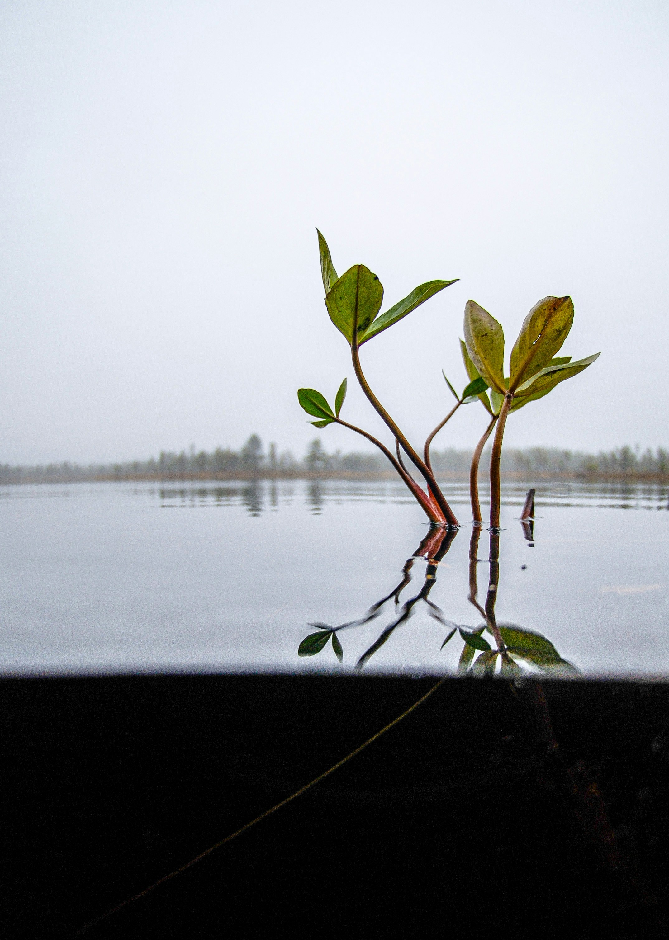 Emergent Shoots on a Glassy Lake, Reflections in Quiet Water