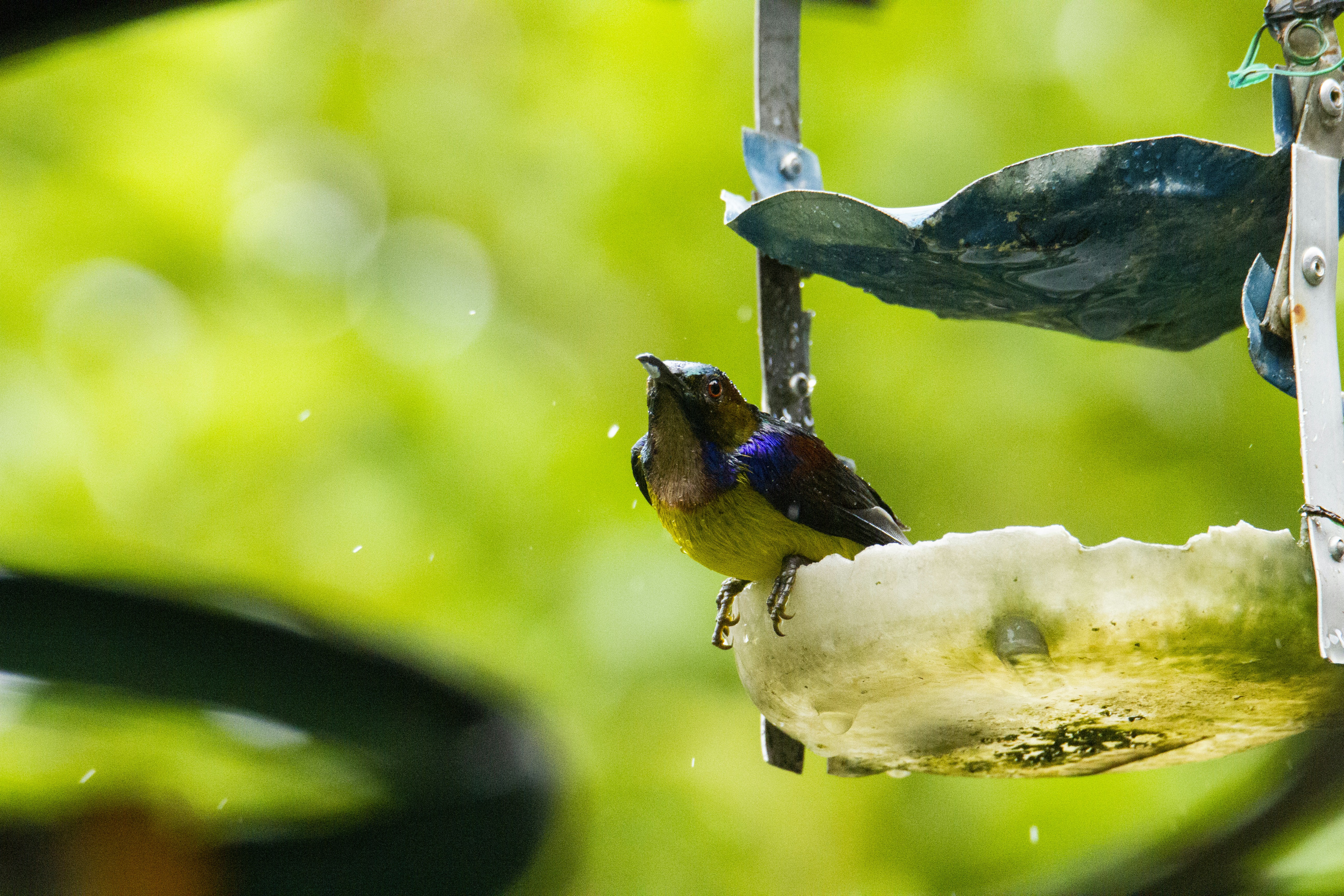Verdant Glint: Purple-throated Sunbird at a Nectar Feeder in Dappled Light