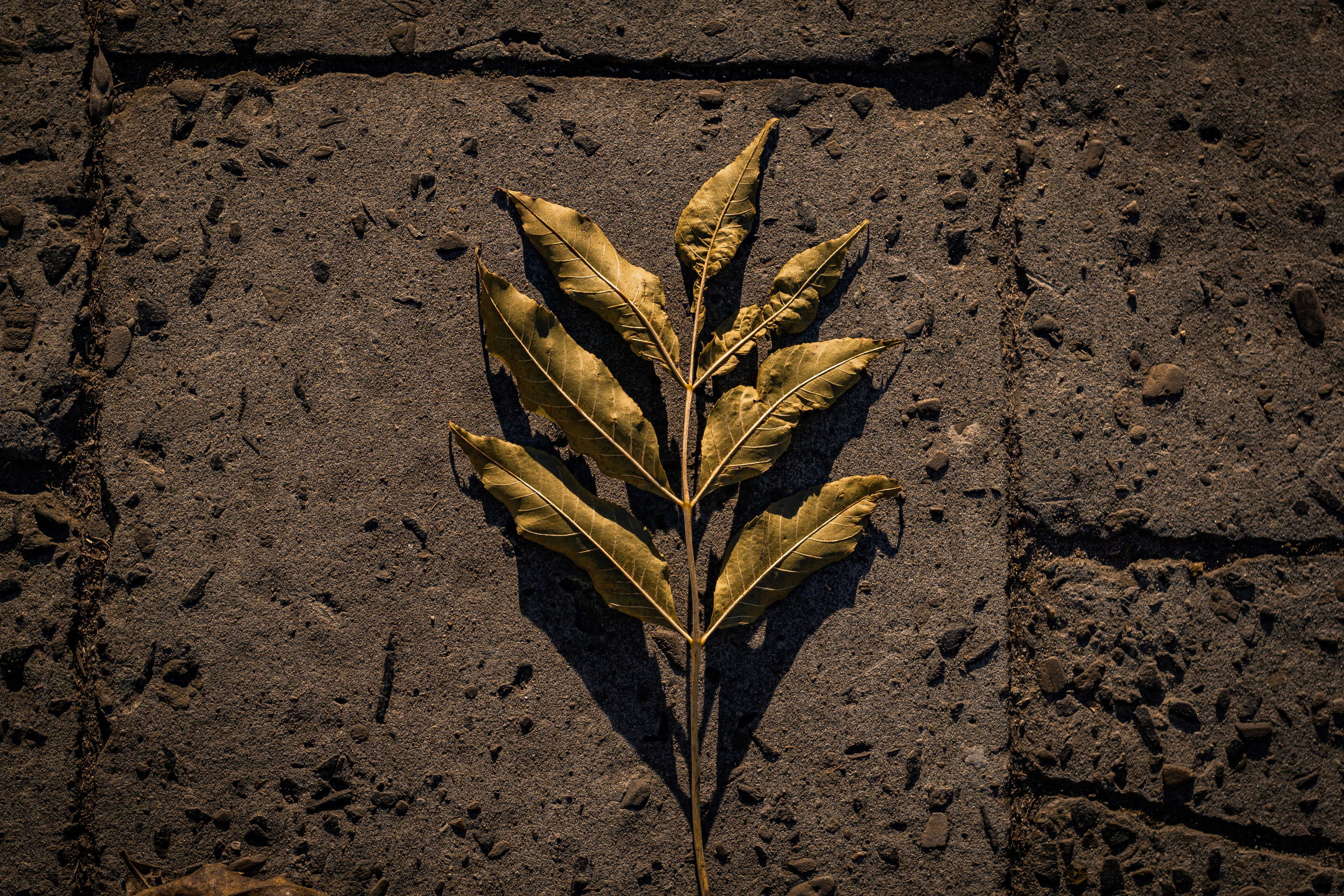 Amber Leaf on a Weathered Brick Canvas