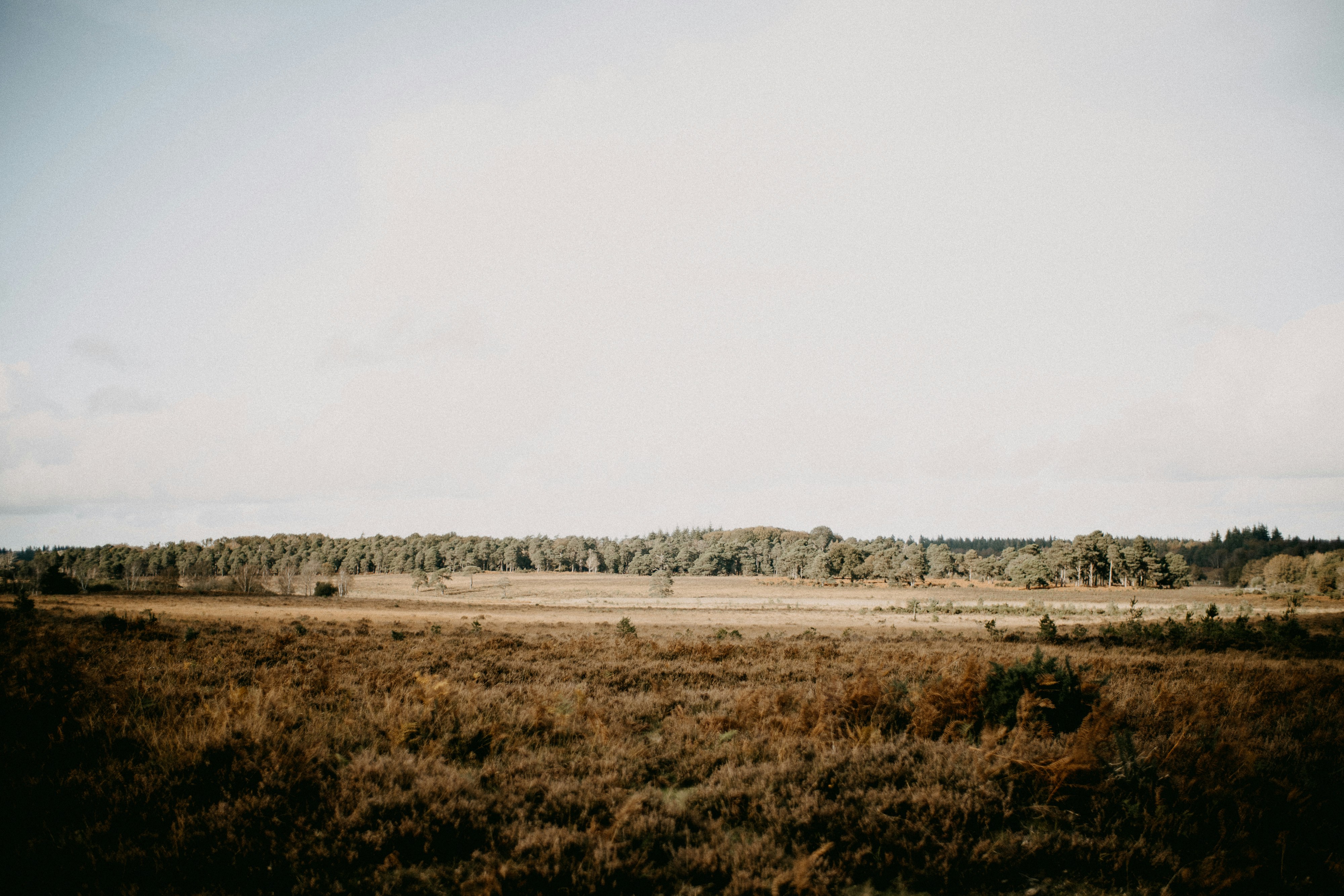 Expansive landscape featuring a serene meadow bordered by a lush tree line under a soft sky.