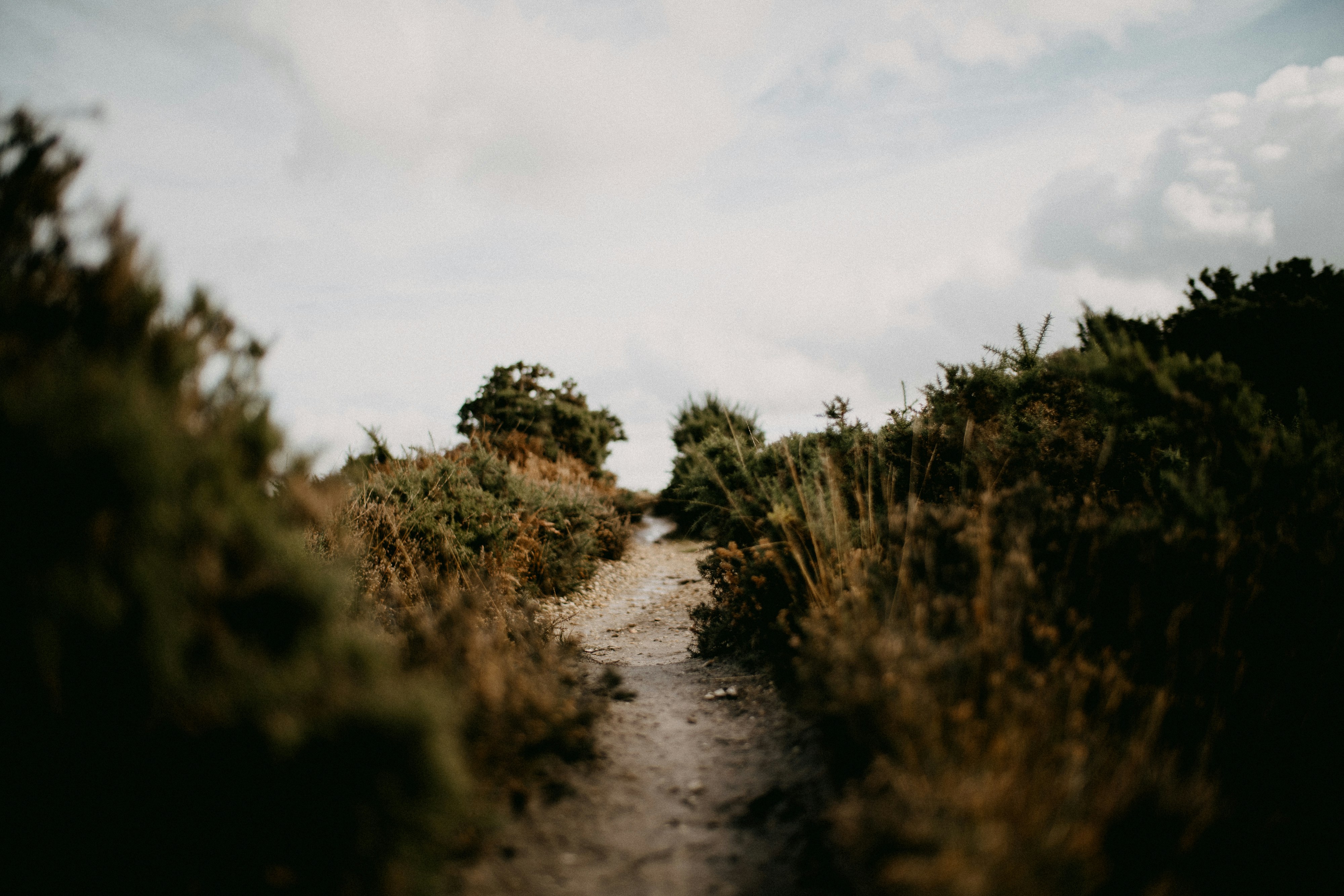 A dirt path surrounded by bushes and trees photo – Free Countryside ...
