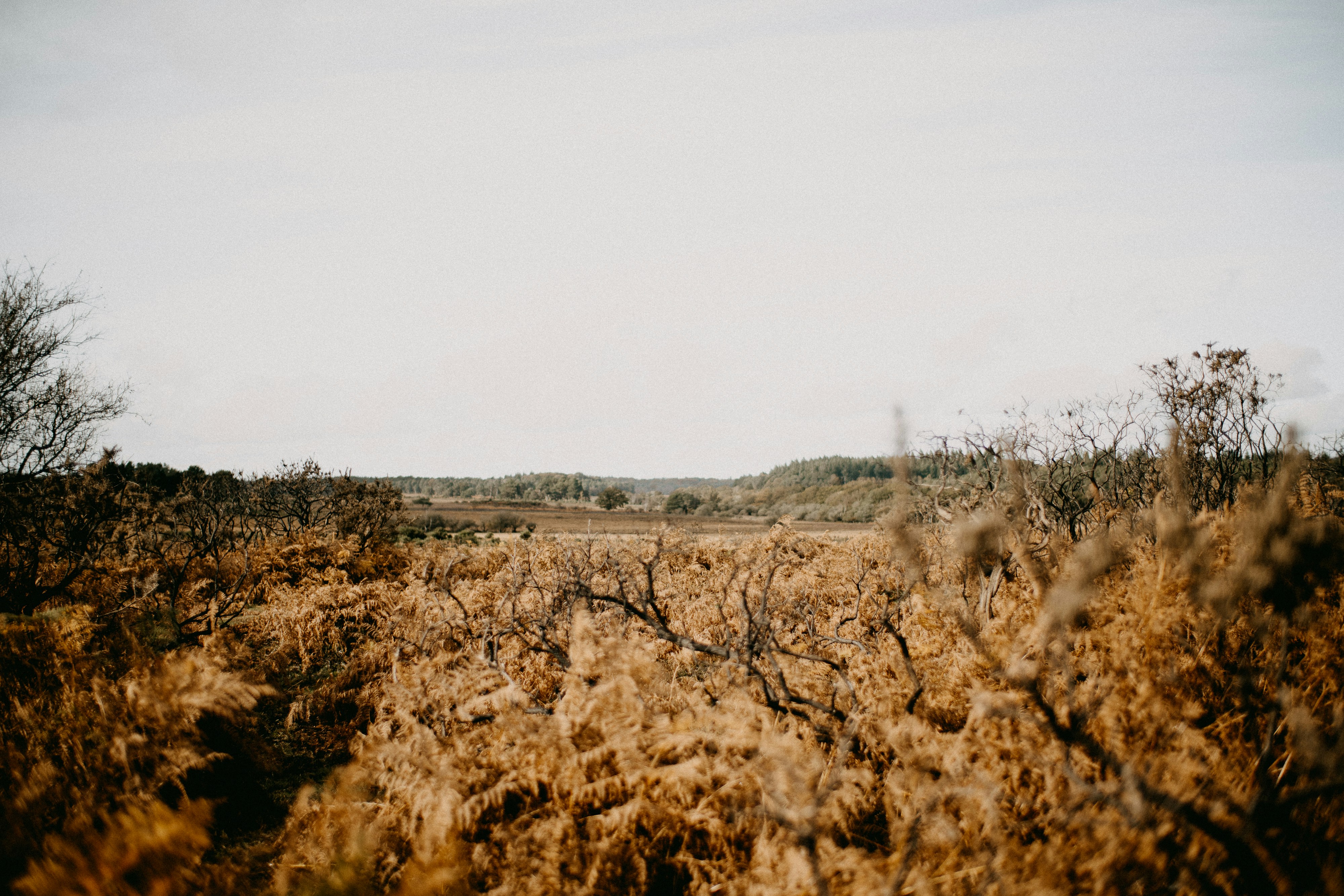 Golden ferns stretch across a tranquil landscape, framed by distant hills under a soft sky. The scene evokes a sense of peaceful solitude.